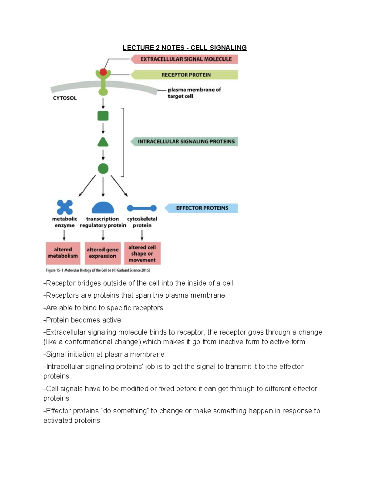 Lecture 2 Notes - Cell Signaling - LECTURE 2 NOTES - CELL SIGNALING ...