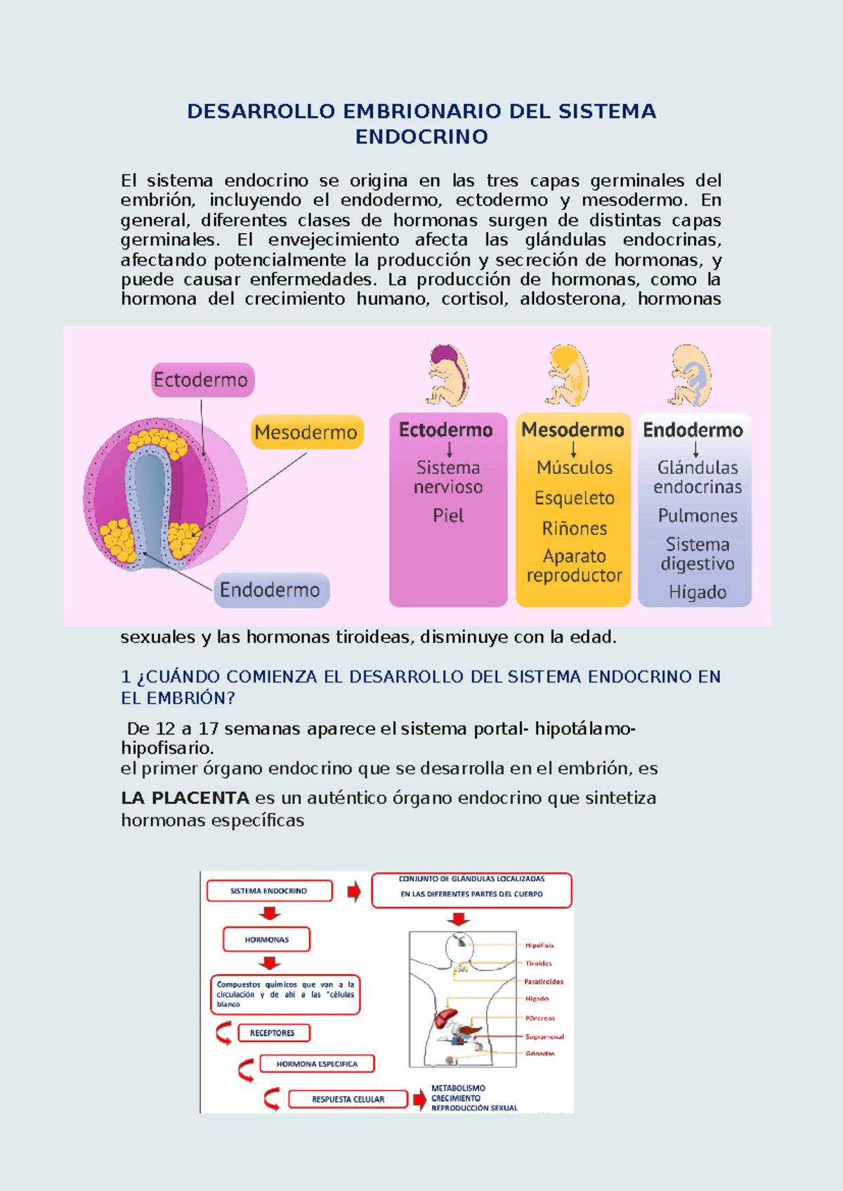Desarrollo Embrionario DEL Sistema Endocrino oficial - DESARROLLO EMBRIONARIO DEL SISTEMA ...