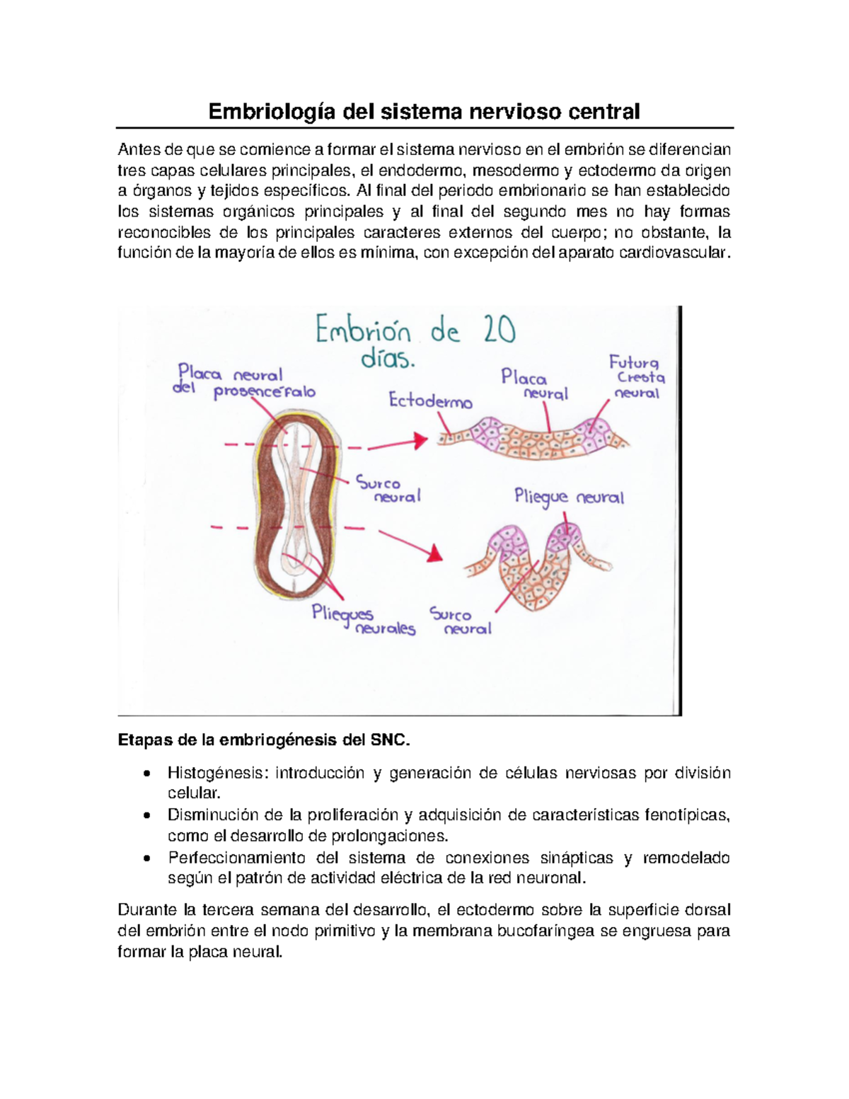 Embriología del sistema nervioso central - Neuroanatomía - UACJ - Studocu
