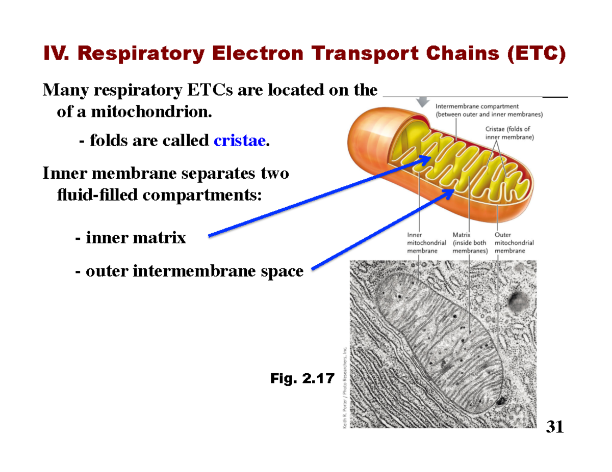 Dr. Smith Lecture 15 - Completed Notes - IV. Respiratory Electron ...