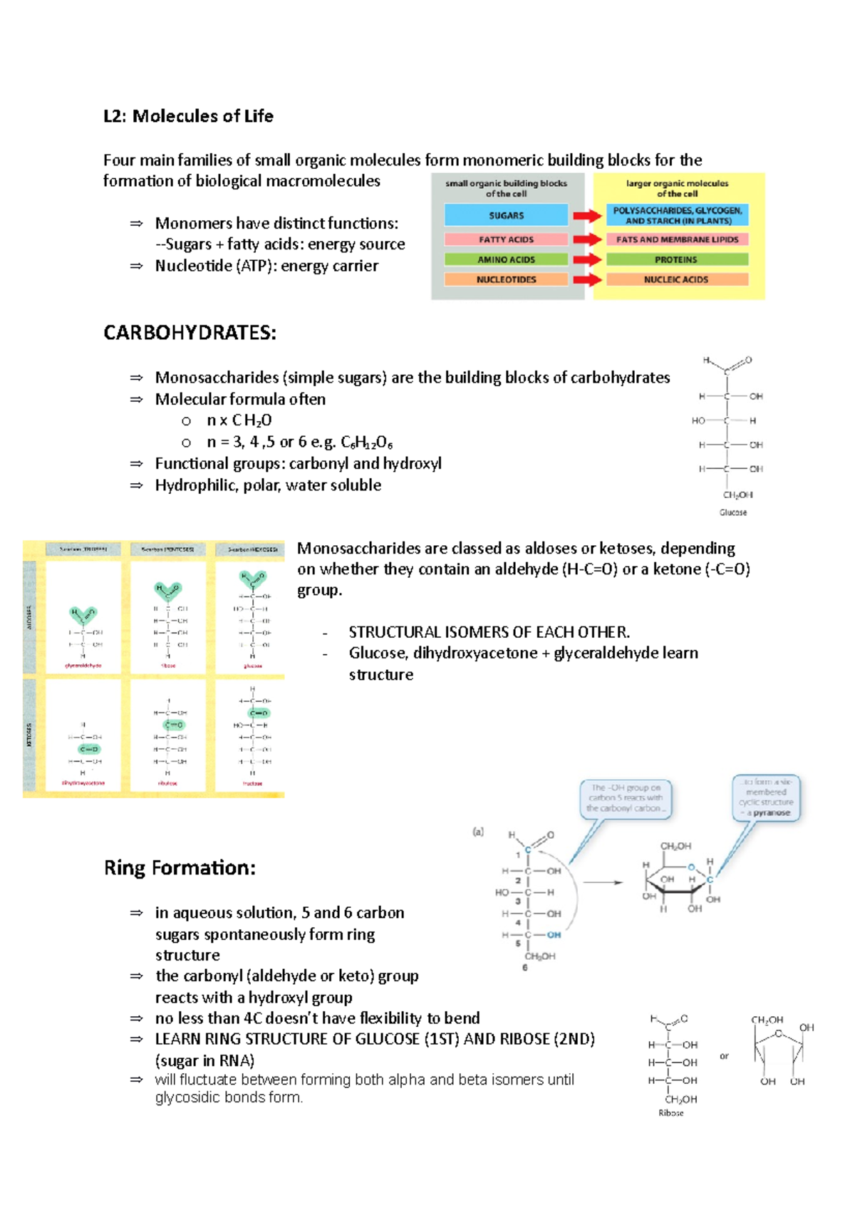 LECTURE 2 CARBOHYDRATES 1/3 - L2: Molecules of Life Four main families ...