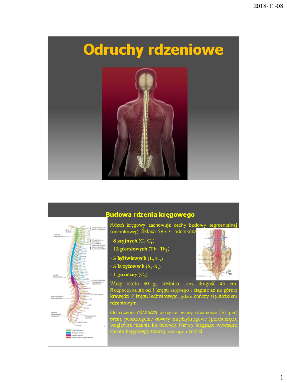 Materialy-rdzenkregowy - Odruchy rdzeniowe Budowa rdzenia kręgowego ...