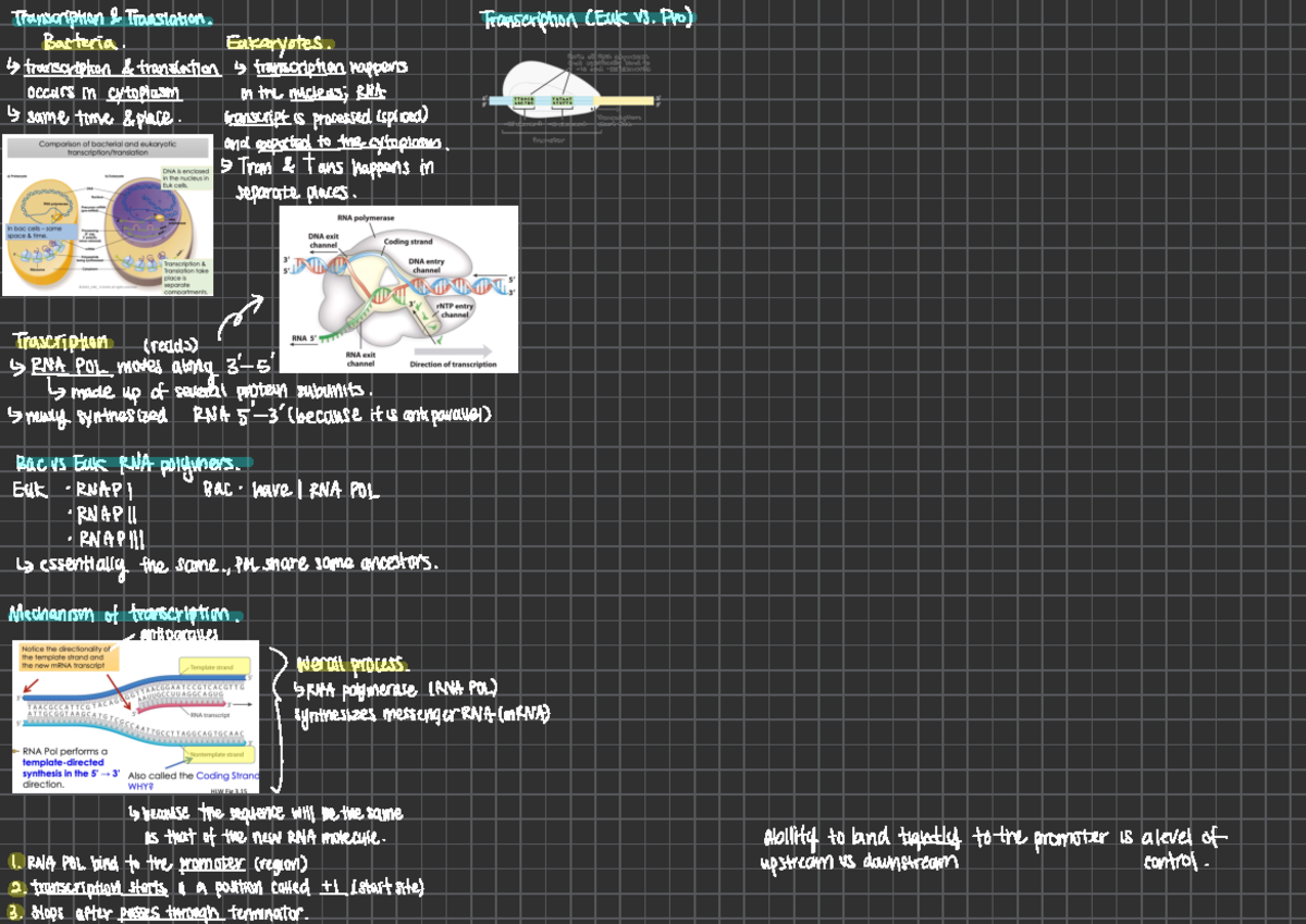 1 Midterm Review - Summary Introduction to Cell Biology - Transcription ...