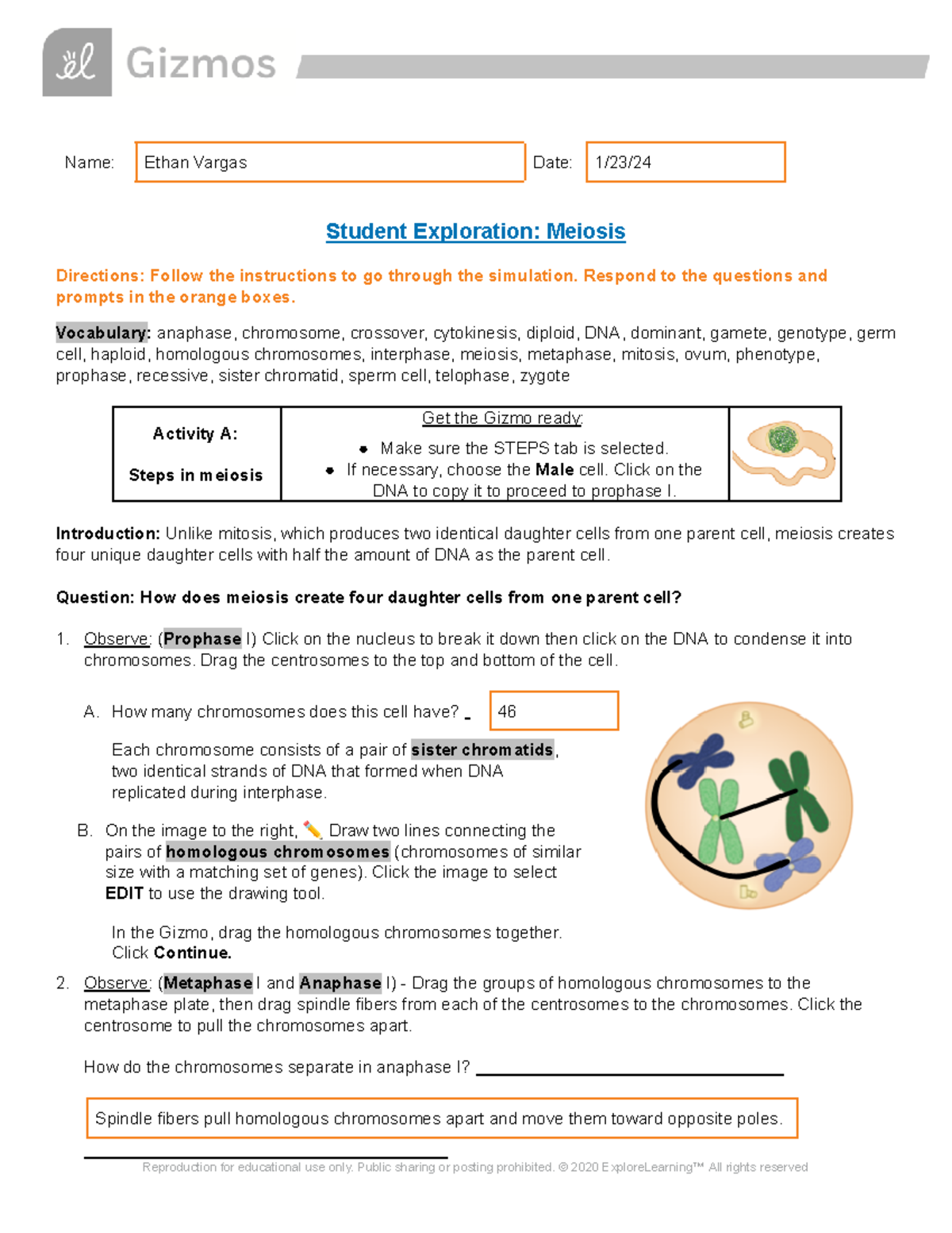 Copy of Meiosis SE Activity A & B - Student Exploration: Meiosis ...