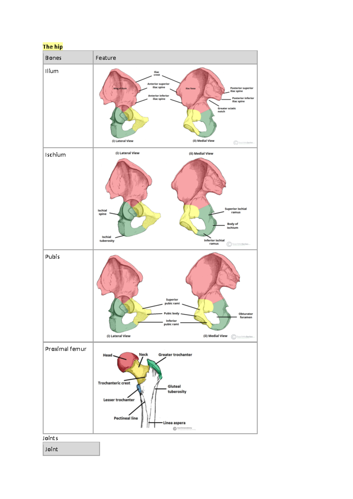 Lower Limb Overview - Summaries - The hip Bones Feature Ilium Ischium ...