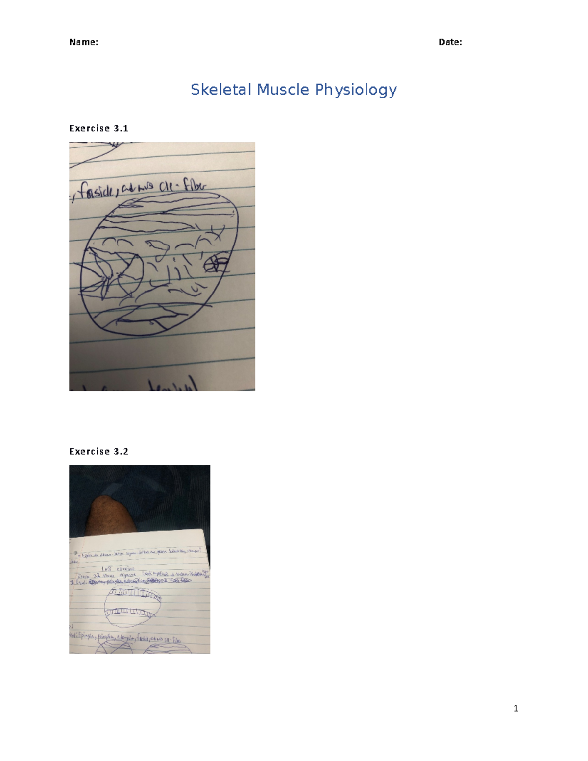 Skeletal Muscle Template - Skeletal Muscle Physiology Exercise 3 ...