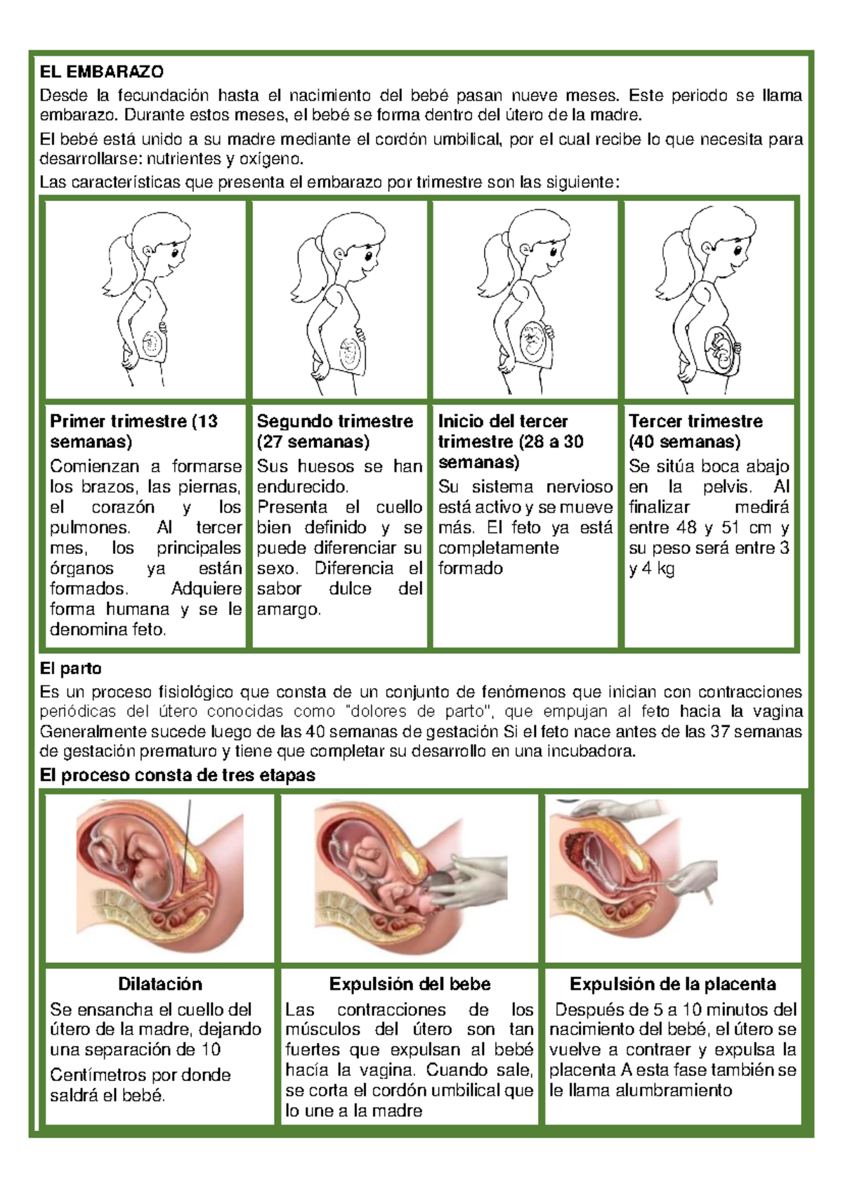 EL Embarazonn - Educación - EL EMBARAZO Desde la fecundación hasta el ...