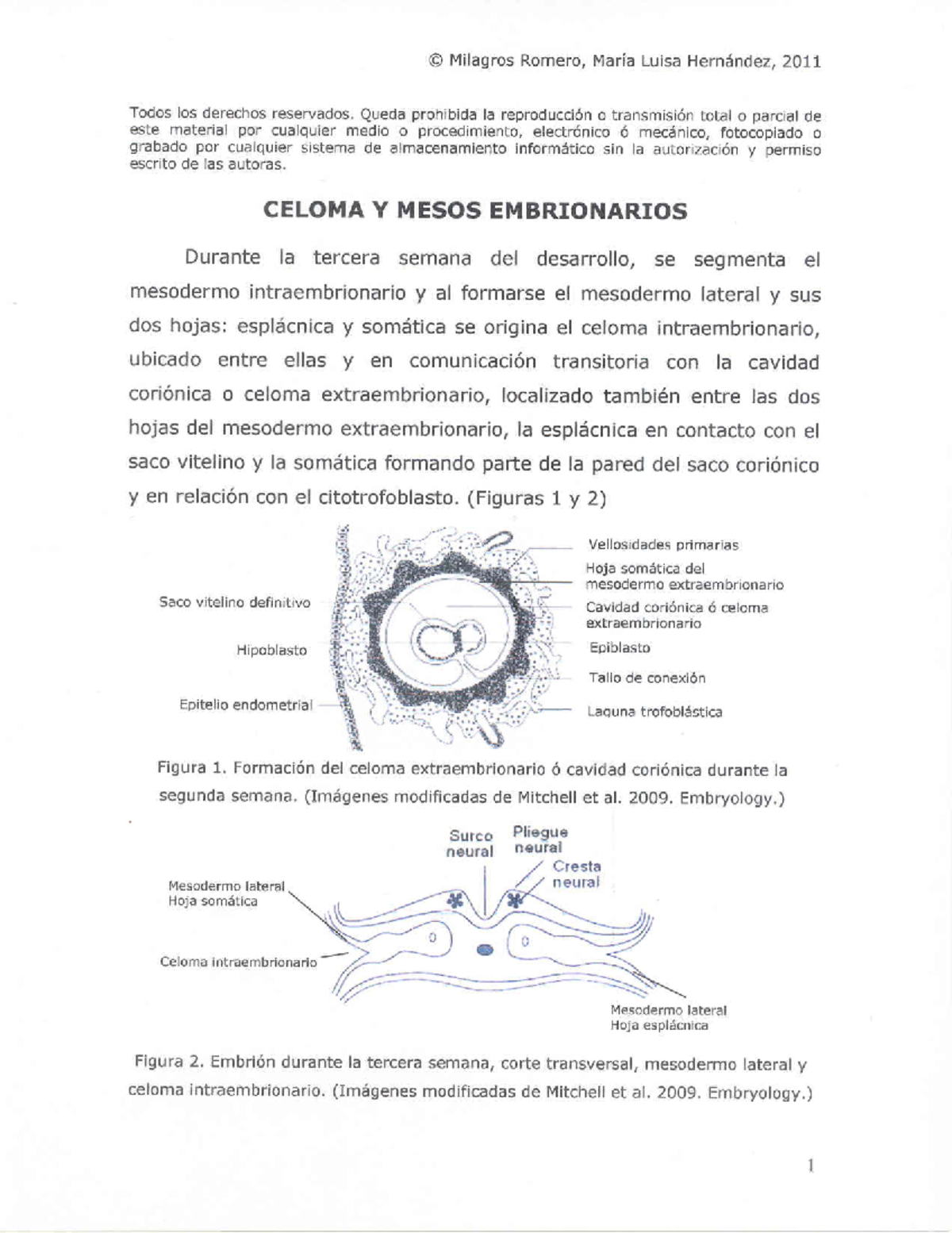 Celoma Y Mesos - Embriología - Studocu