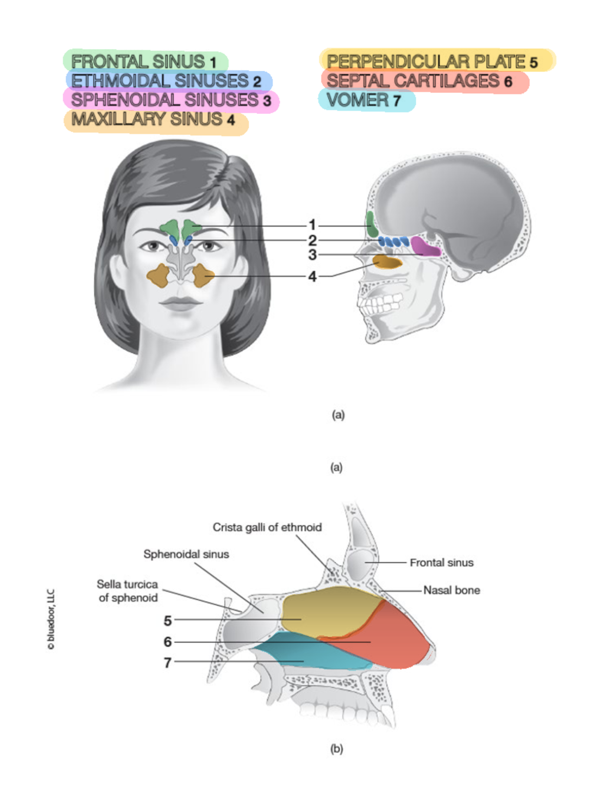Sinus Coloring - Lab work - BIOL 2010 - Studocu