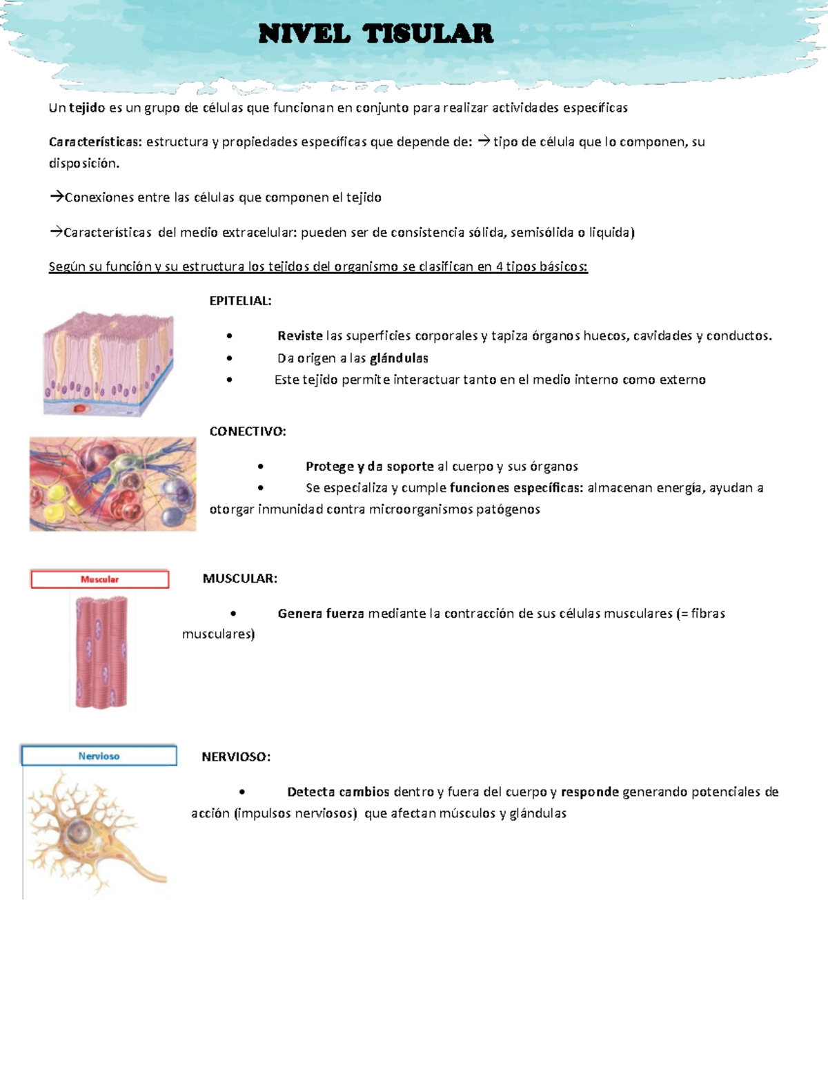 Nivel tisular resumen 4 - Un tejido es un grupo de células que ...