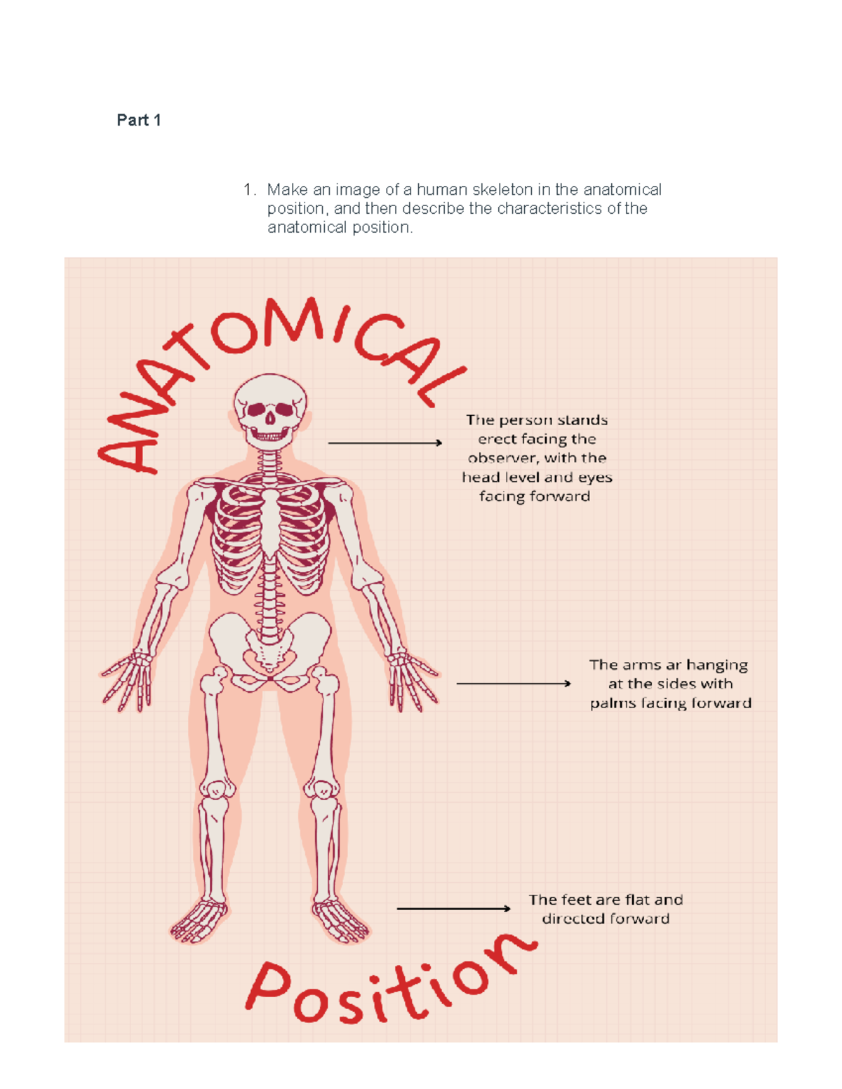 Activity 1 - qdwdq - Part 1 1. Make an image of a human skeleton in the ...