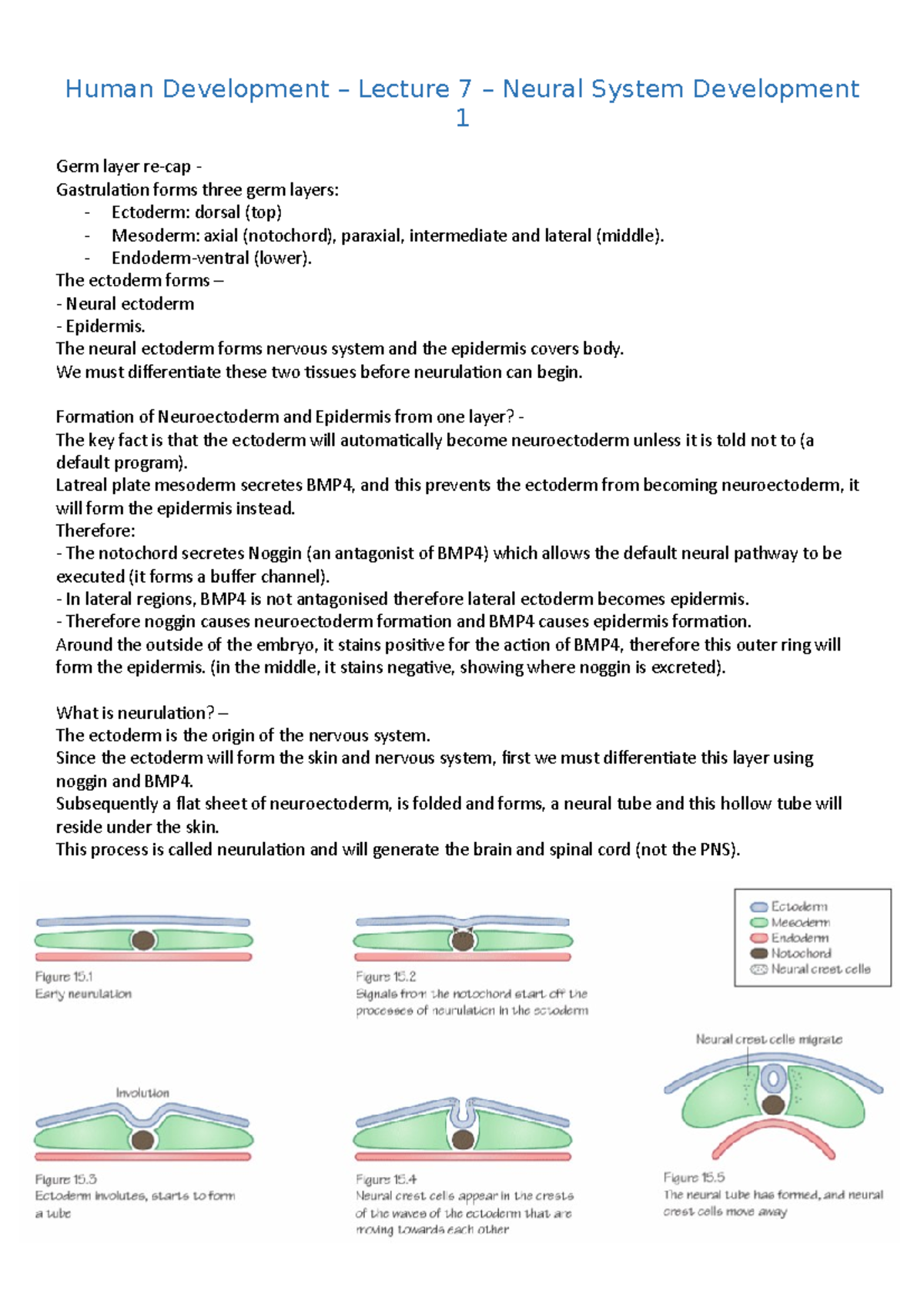 Human Development, Organogenesis and Anatomy Lecture 7 - Human ...