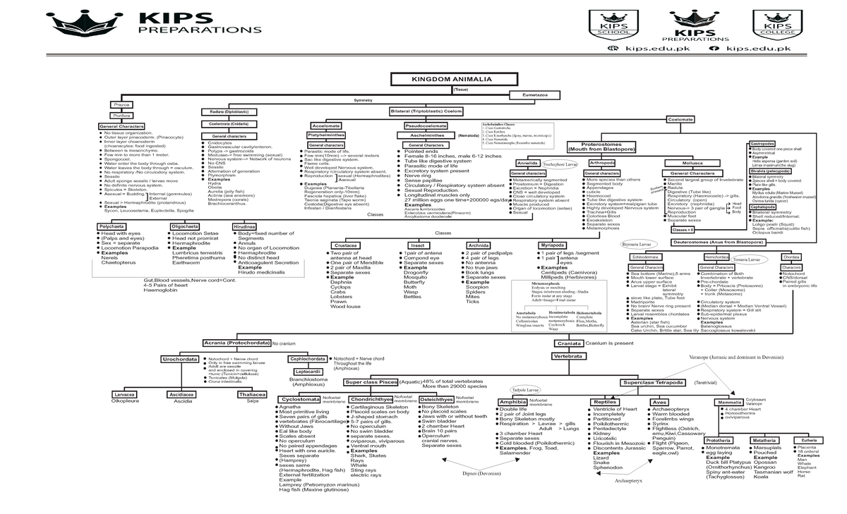 Animalea chart - KINGDOM ANIMALIA Eumetazoa Cnidocytes Gastrovascular ...