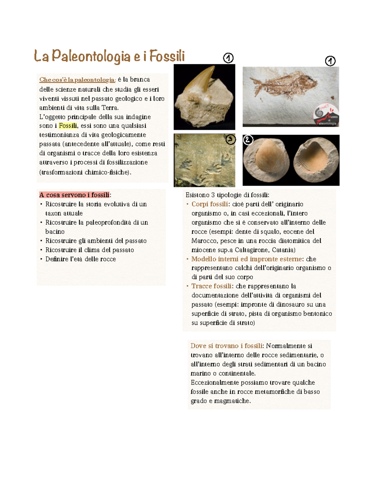 (A) I fossili - Scienze della formazione e dell'educazione - La ...