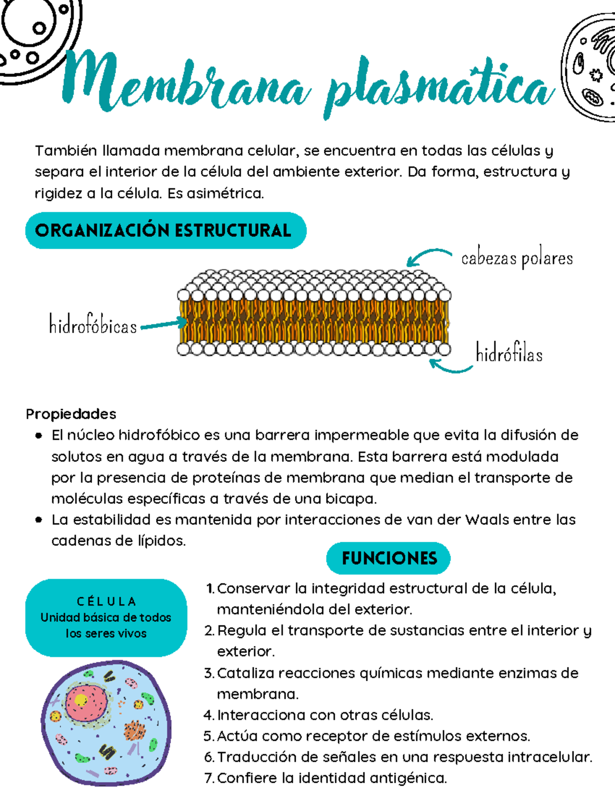 Ciencias básicas - jknjk - El núcleo hidrofóbico es una barrera ...