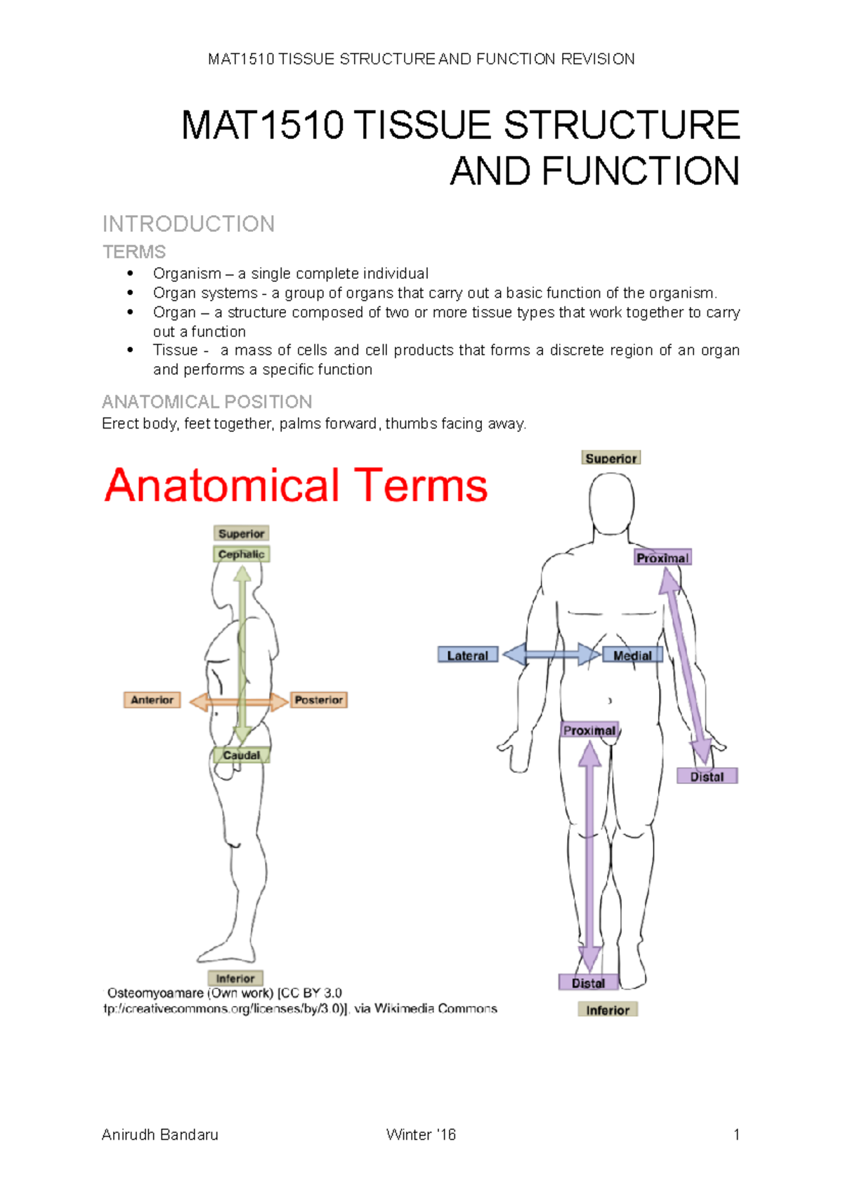 Exam Revision - lecture notes + wider reading - MAT1510 TISSUE ...