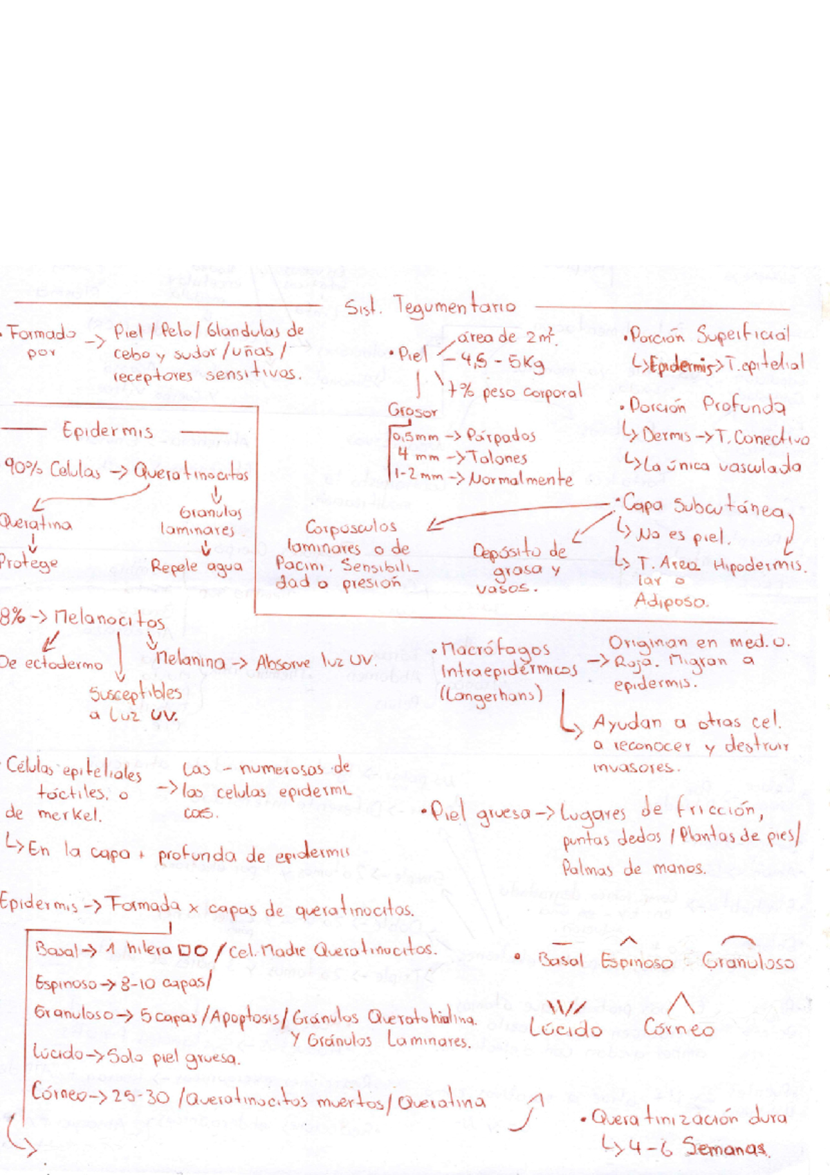 Sistema Tegumentario Morfofuncion. Tortora - Sist. Tegumen tario ...
