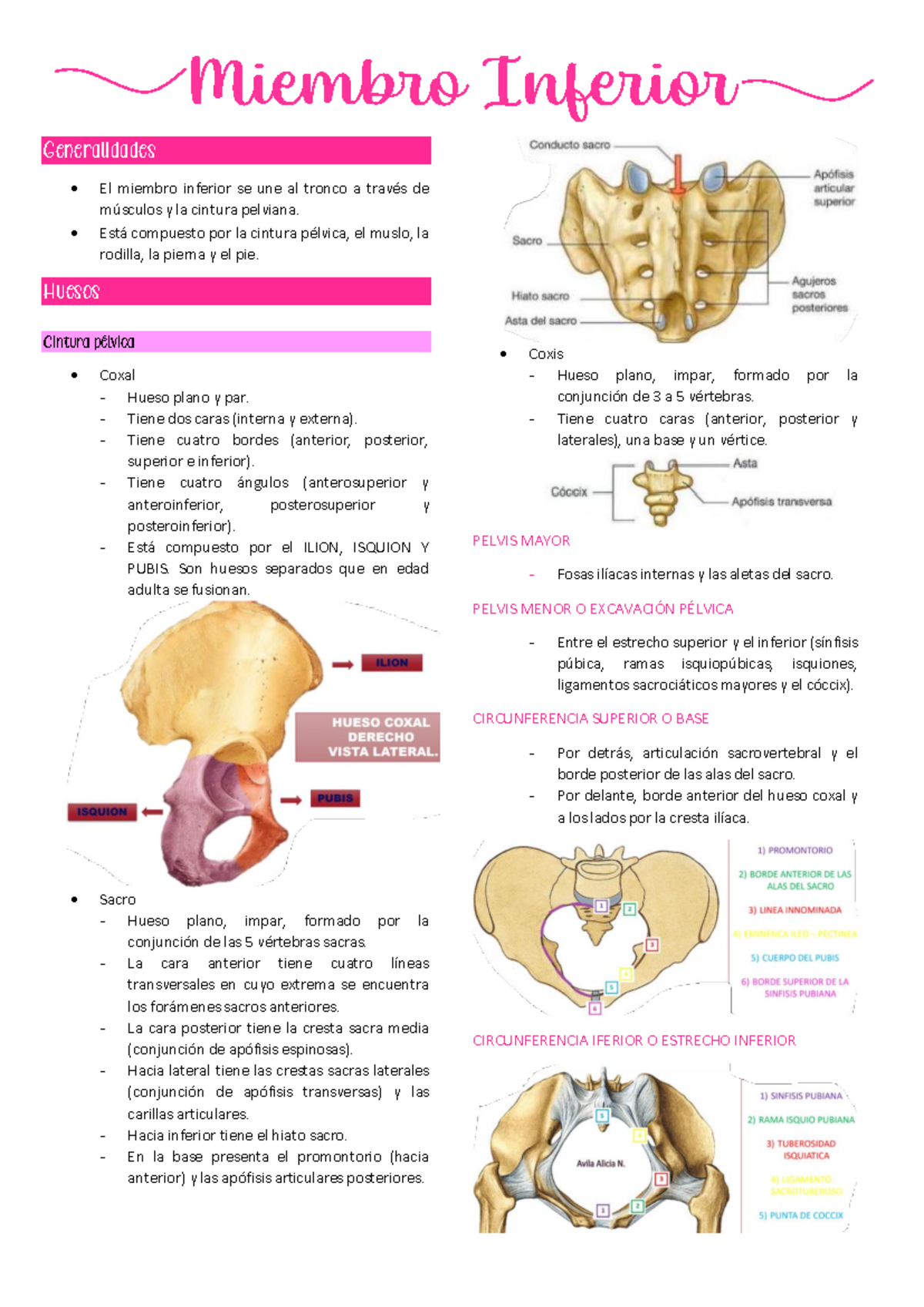 2DA Parte - Resumen Anatomía - Generalidades El miembro inferior se une ...