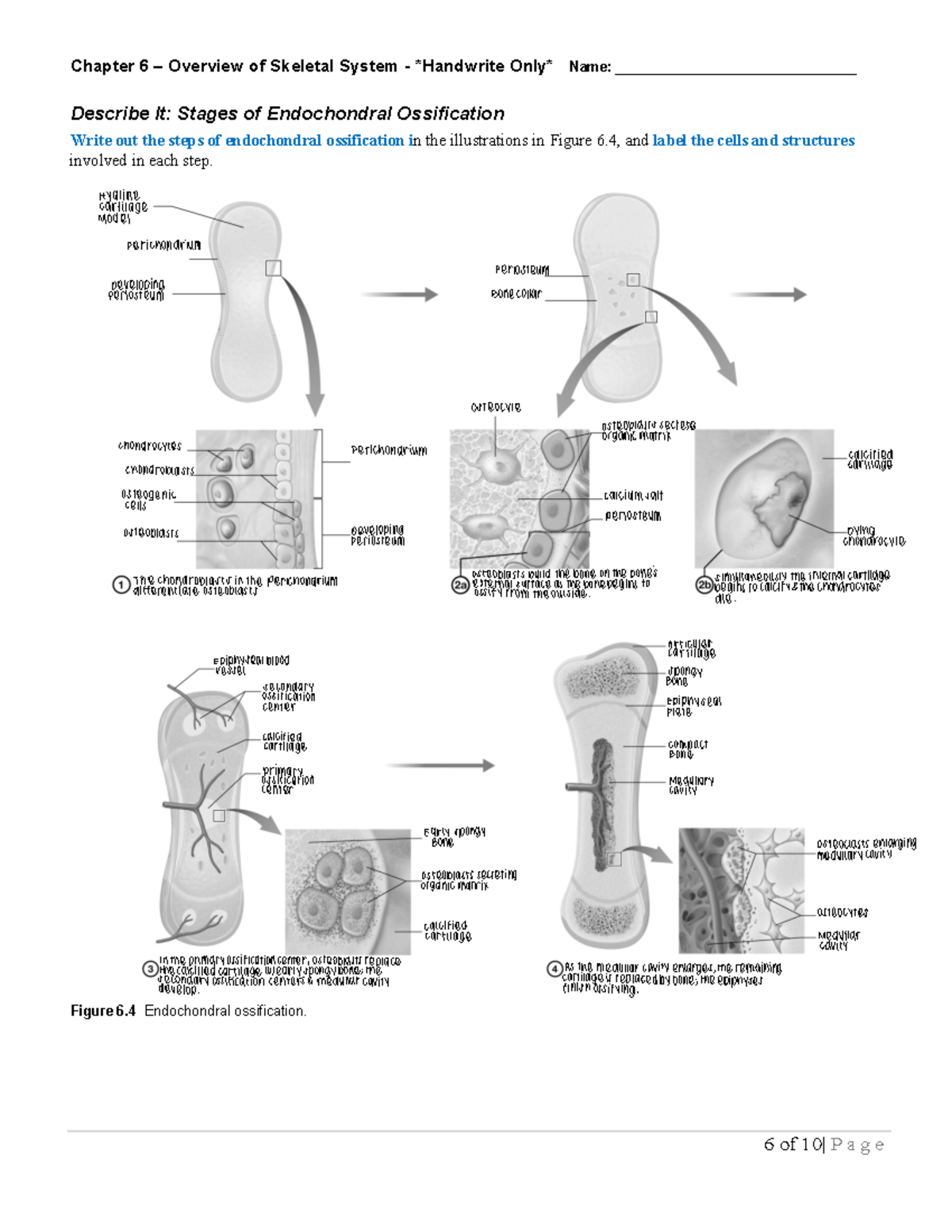 Chapter 6 Bones and Bone Tissue - Chapter 6 – Overview of Skeletal ...