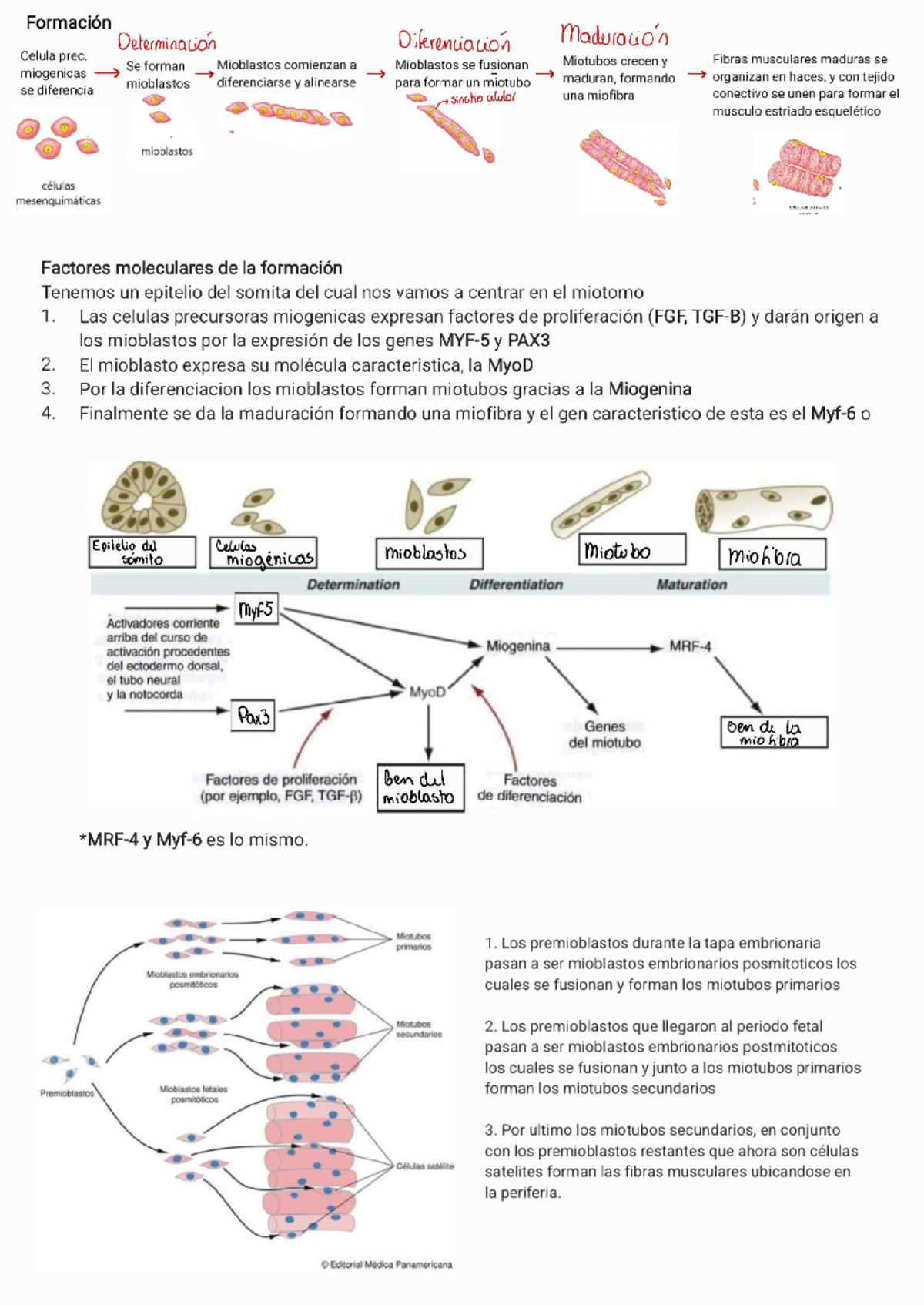 Somitogenesis Y Musculo - Formación Determinación Diferenciacion ...