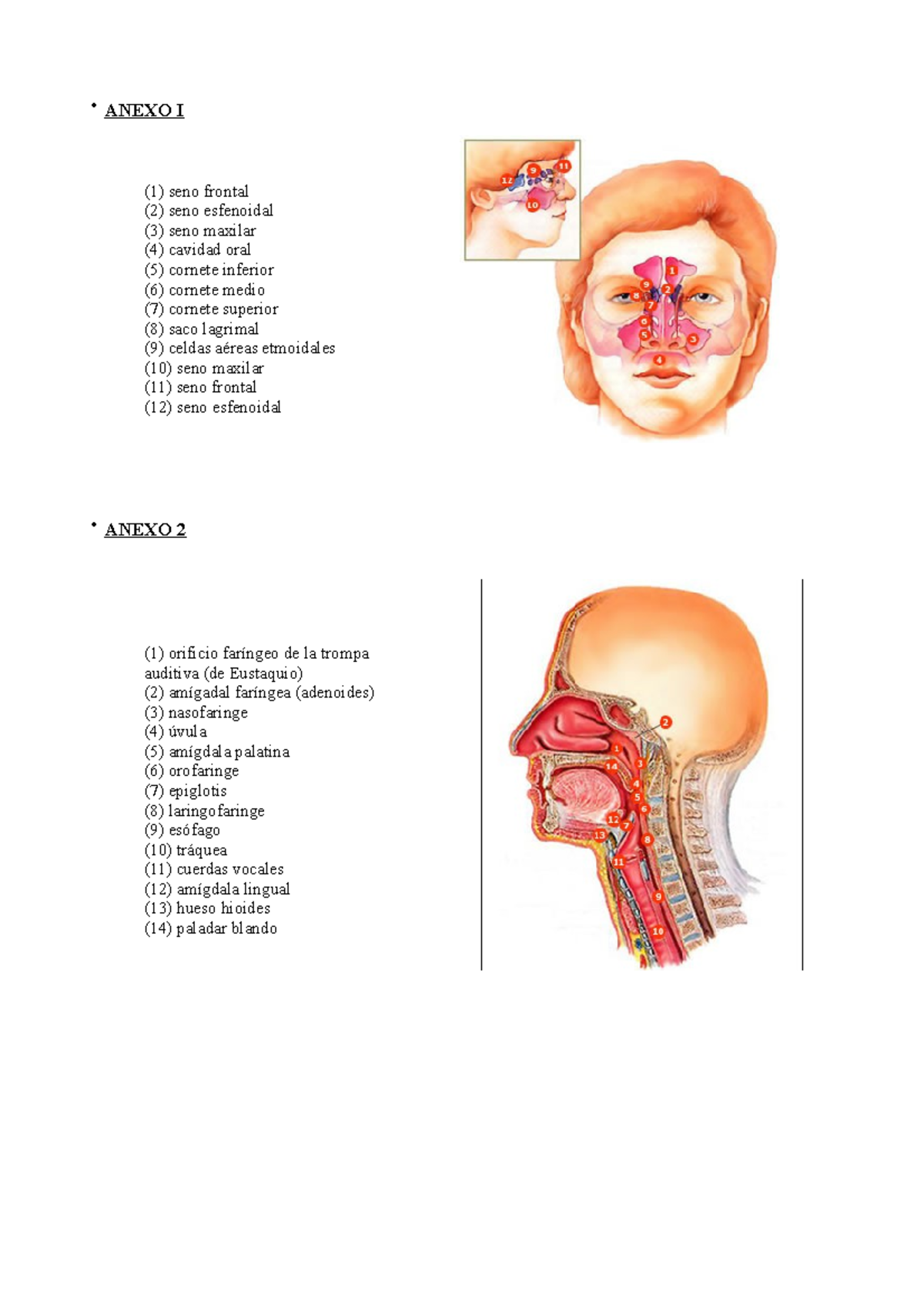 Anexos apuntes anatomia humana - · ANEXO I (1) seno frontal (2) seno ...