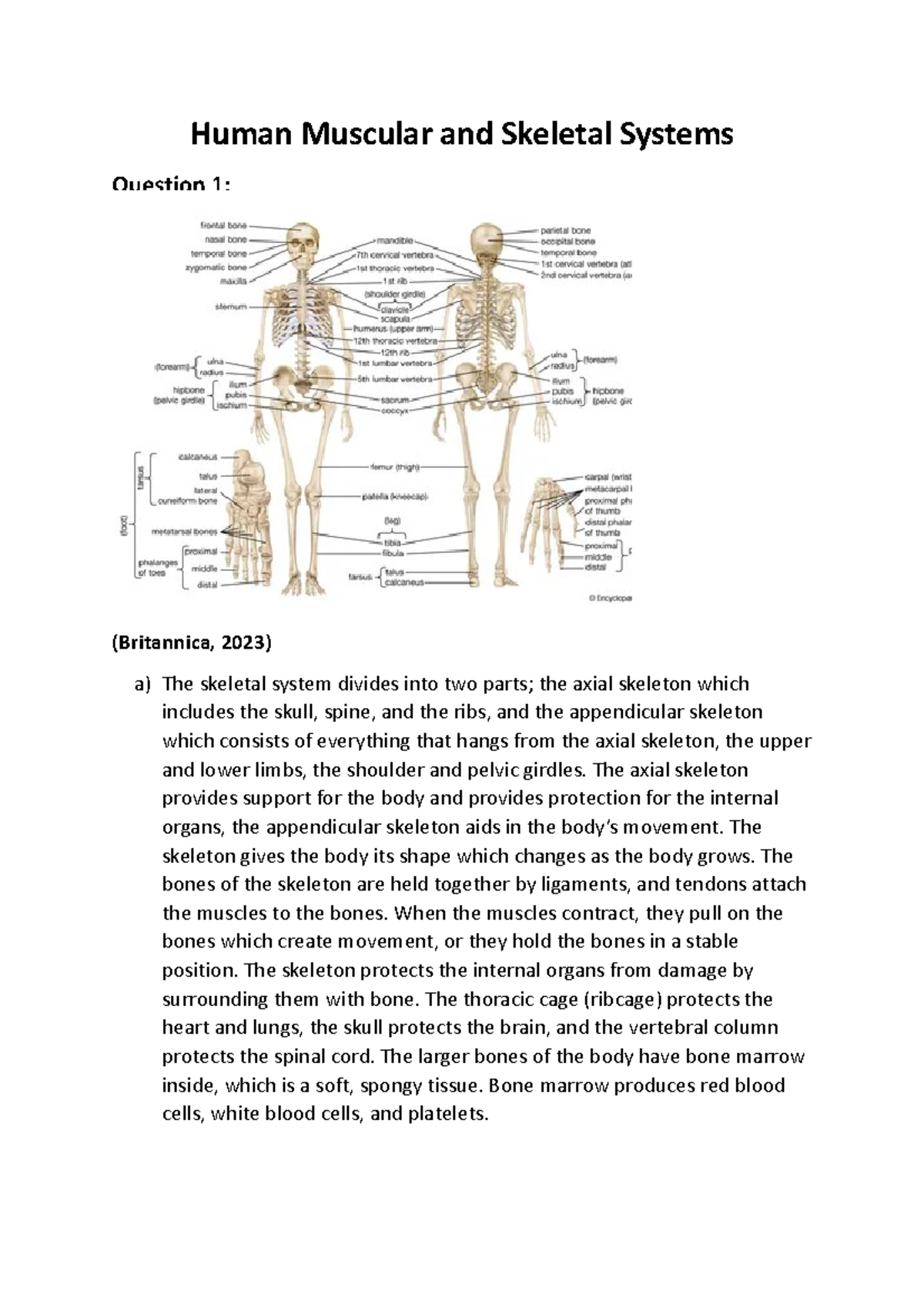 Human muscular and skeletal systems - Human Muscular and Skeletal ...