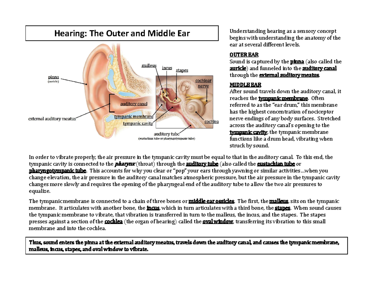 Hearing Equilibrium - Hearing: The Outer and Middle Ear Understanding ...