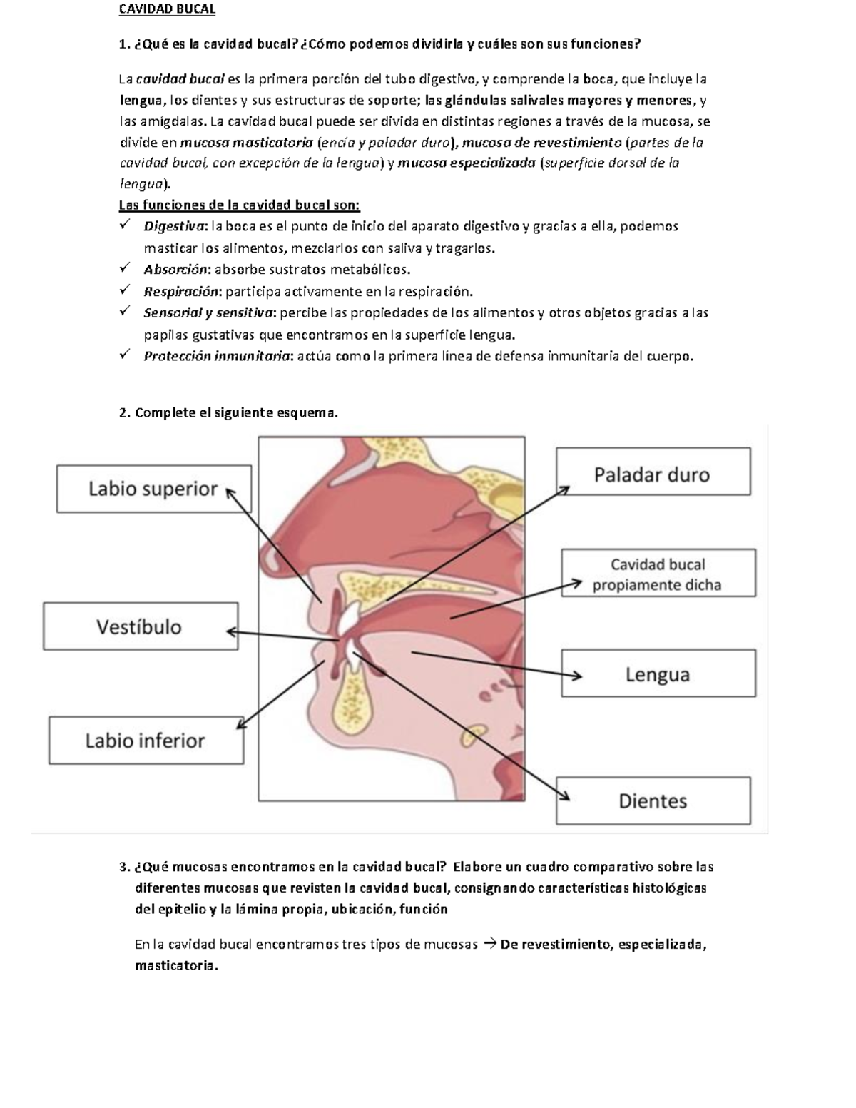 Cavidad Bucal - CAVIDAD BUCAL øQuÈ es la cavidad bucal? øCÛmo podemos ...