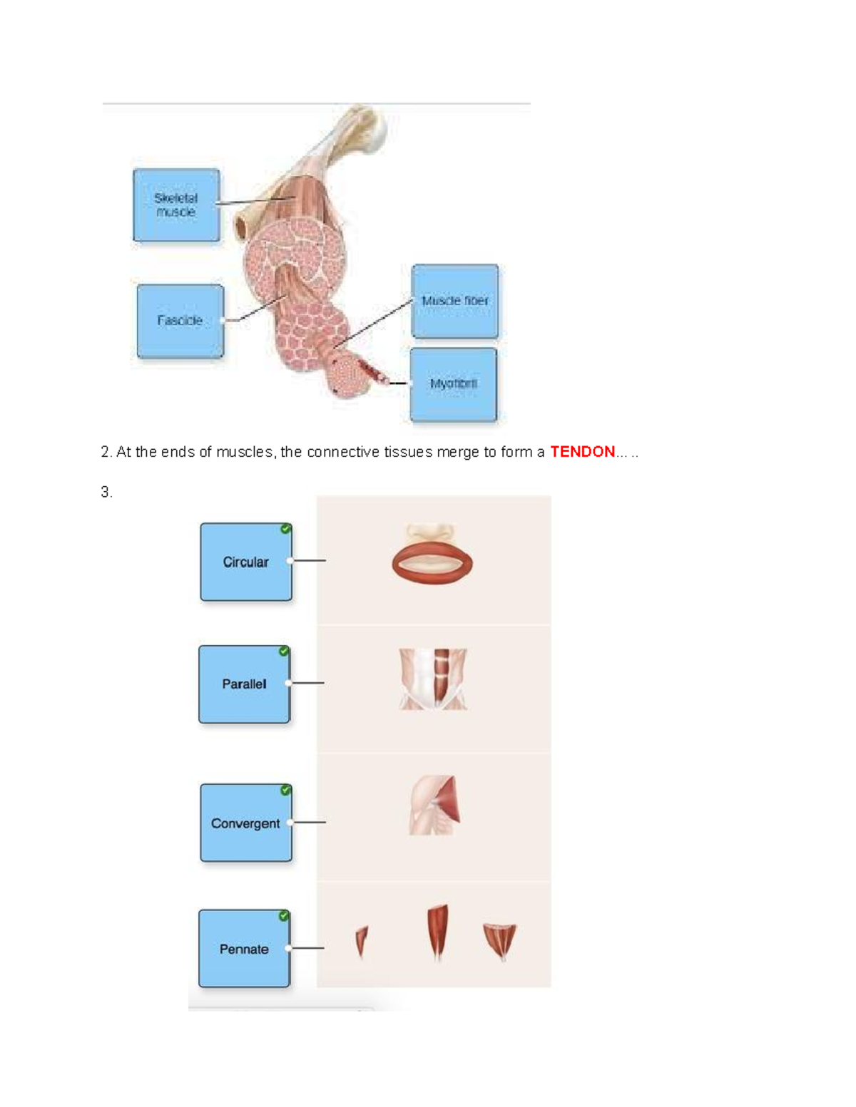 Anatomy - help - At the ends of muscles, the connective tissues merge ...