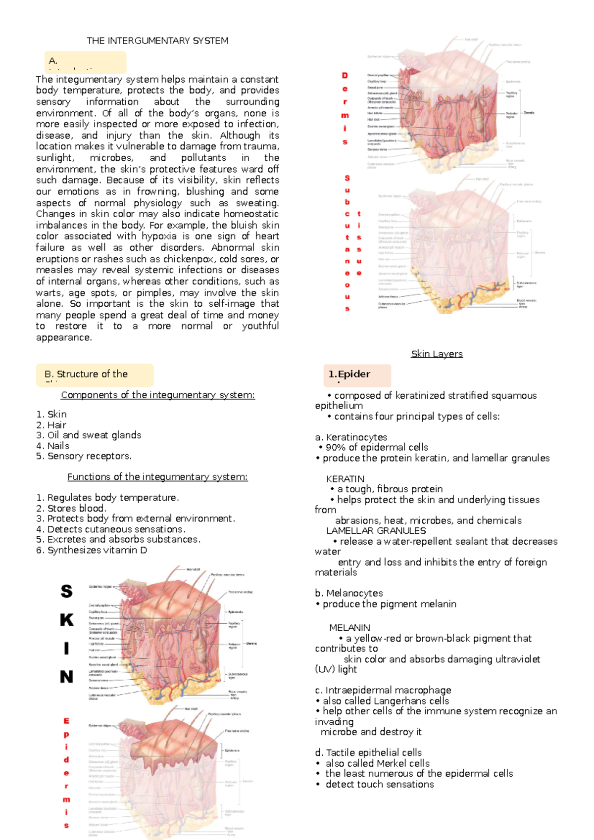 The Intergumentary System Reviewer - THE INTERGUMENTARY SYSTEM The ...