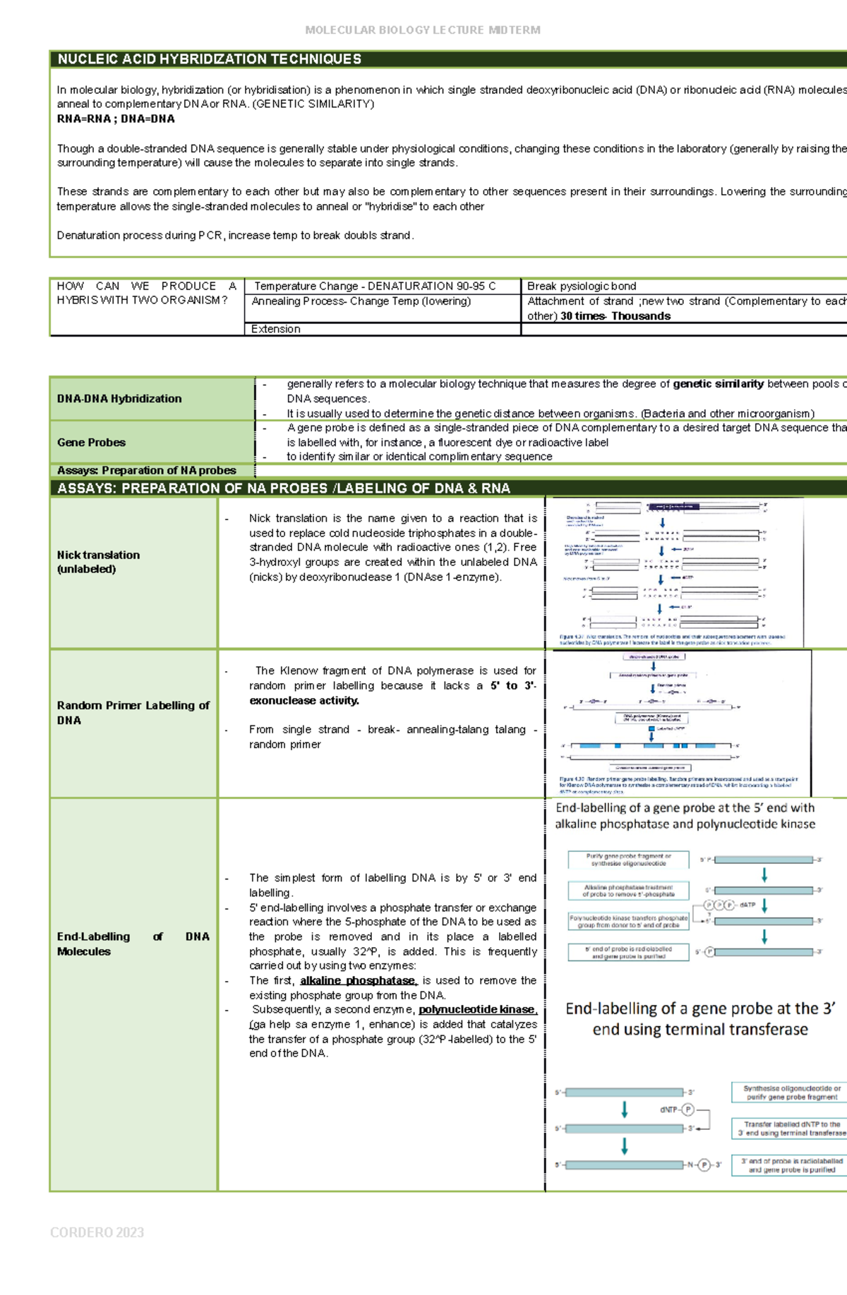 Nucleic ACID Hybridization Techniques Midterm Lecture - MOLECULAR ...