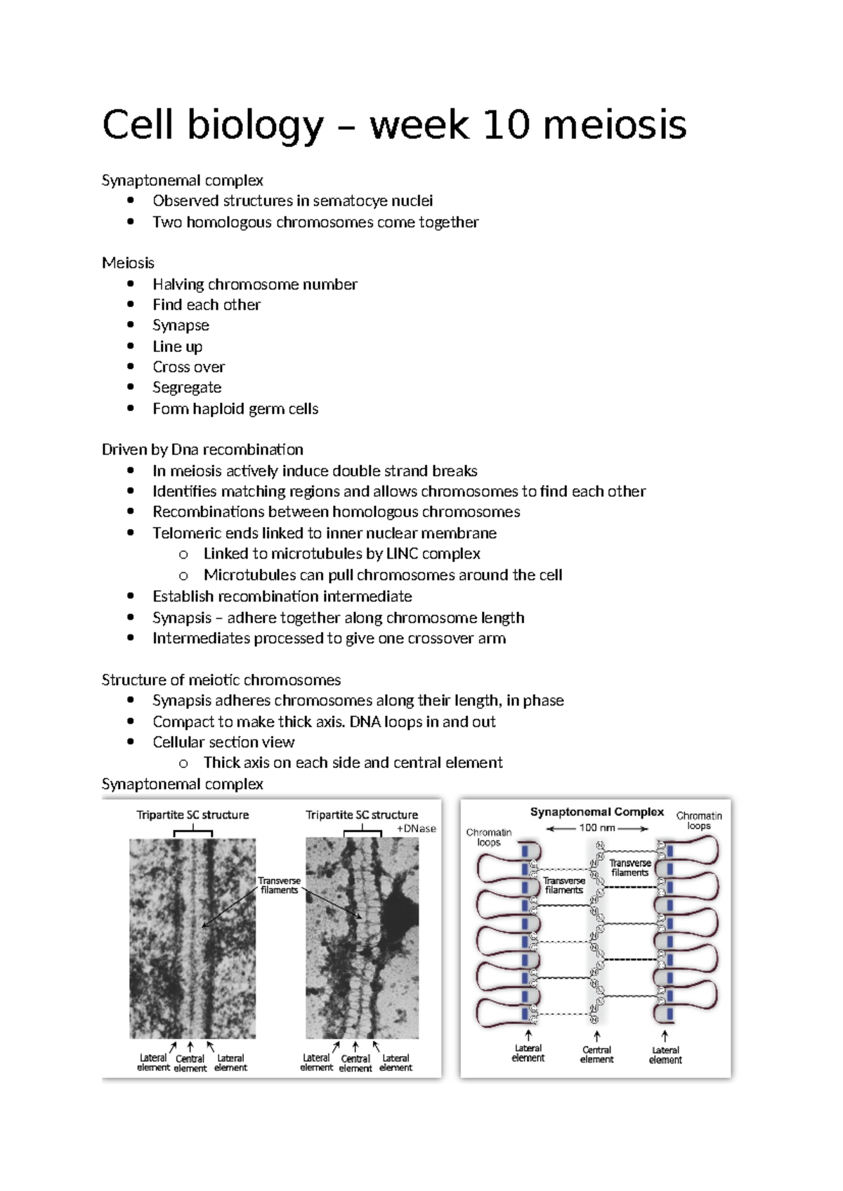 CB10 Meiosis 2 - notes - Cell biology – week 10 meiosis Synaptonemal ...