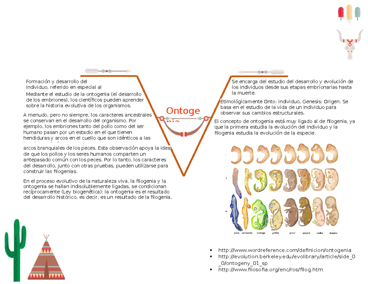 Ontogenia - Apuntes 1 - y desarrollo del individuo, referido en ...