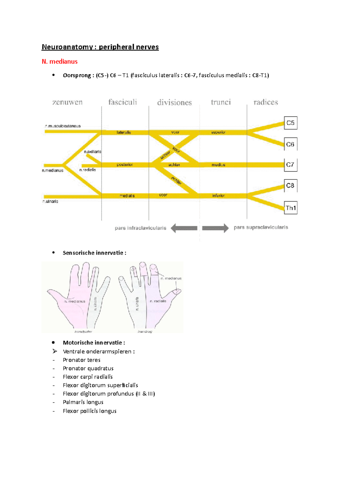 Neuroanatomy peripheral nerves - Neuroanatomy : peripheral nerves N ...