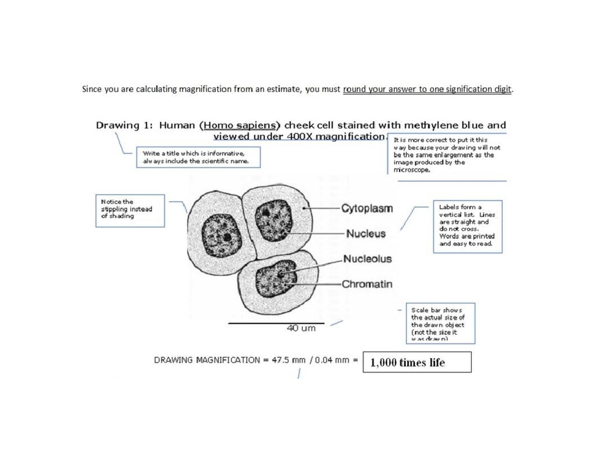 Biological Drawing Template - Studocu