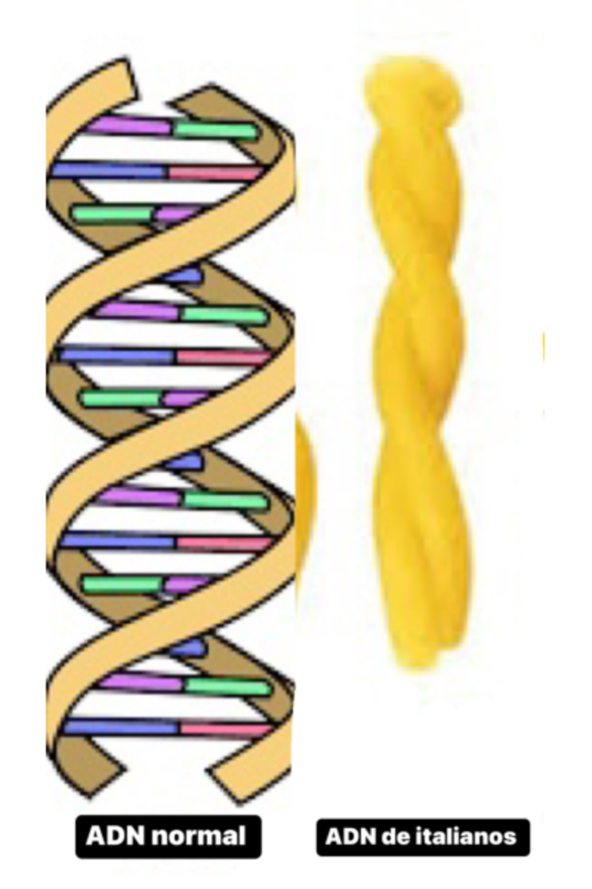 Memes - Jbbbvvvvhhbvjjvfjn - ADN normal ADN de italianos ADN normal ADN ...