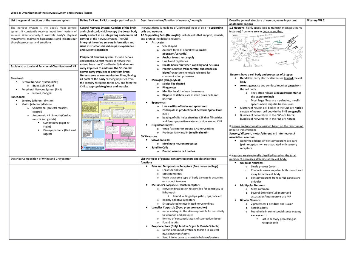 Summary Sheets PHYS - Week 2: Organisation of the Nervous System and ...