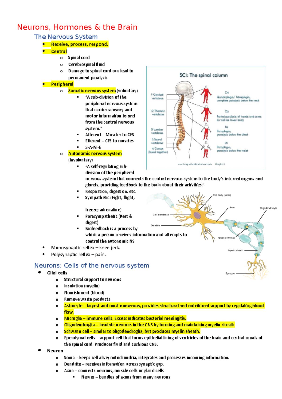 Psych 1U - Topic Notes - Neurons Hormones and Brain - Neurons, Hormones ...