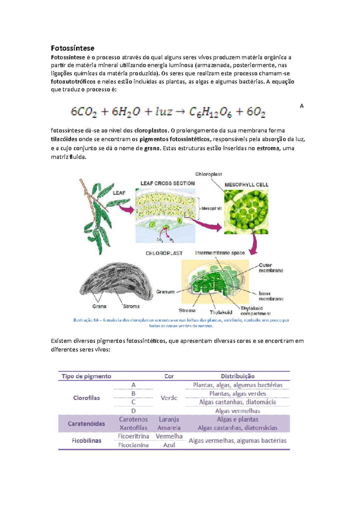 Resumo fotossíntese - o processo do qual alguns seres vivos produzem a ...