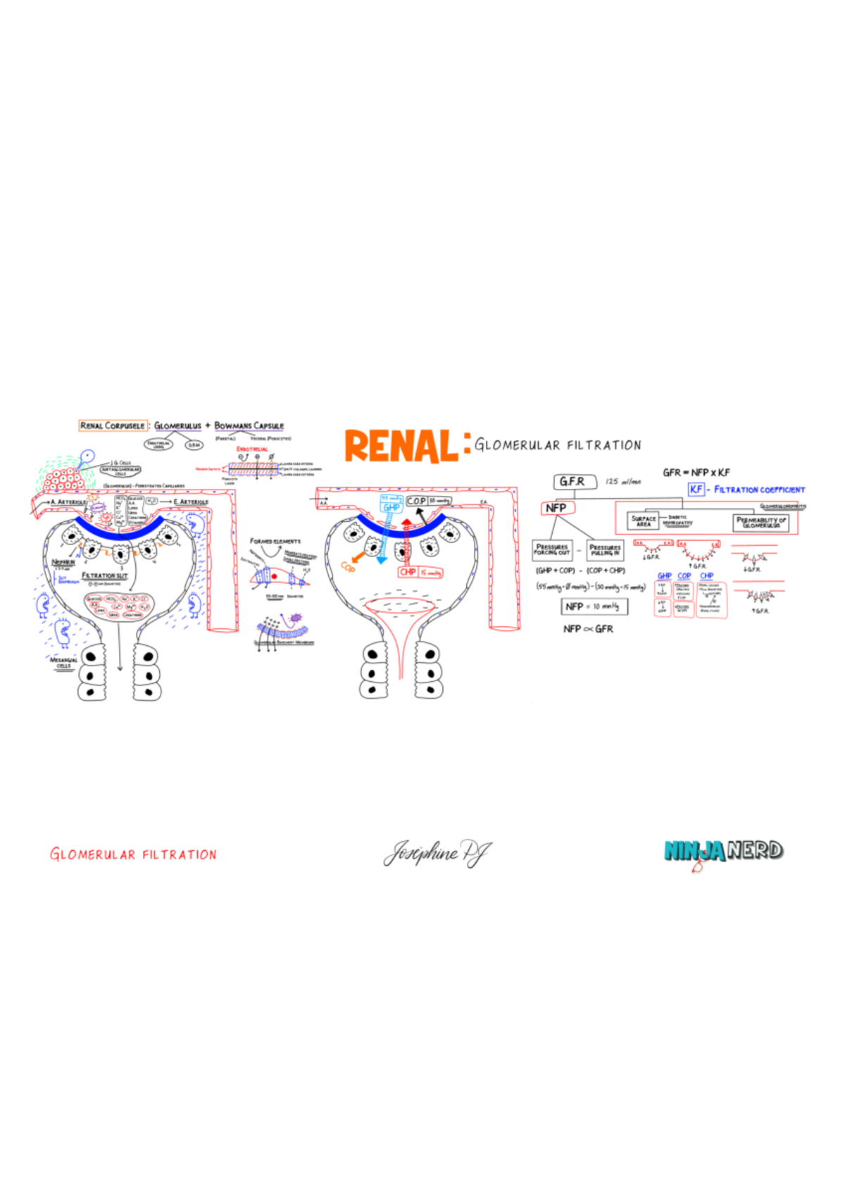 11. Renal atf - Ninja Nerd skripte - GLOMERULAR FILTRATION RENAL PHYSIOLOGY: Note #1. 1 of 3 1 ...
