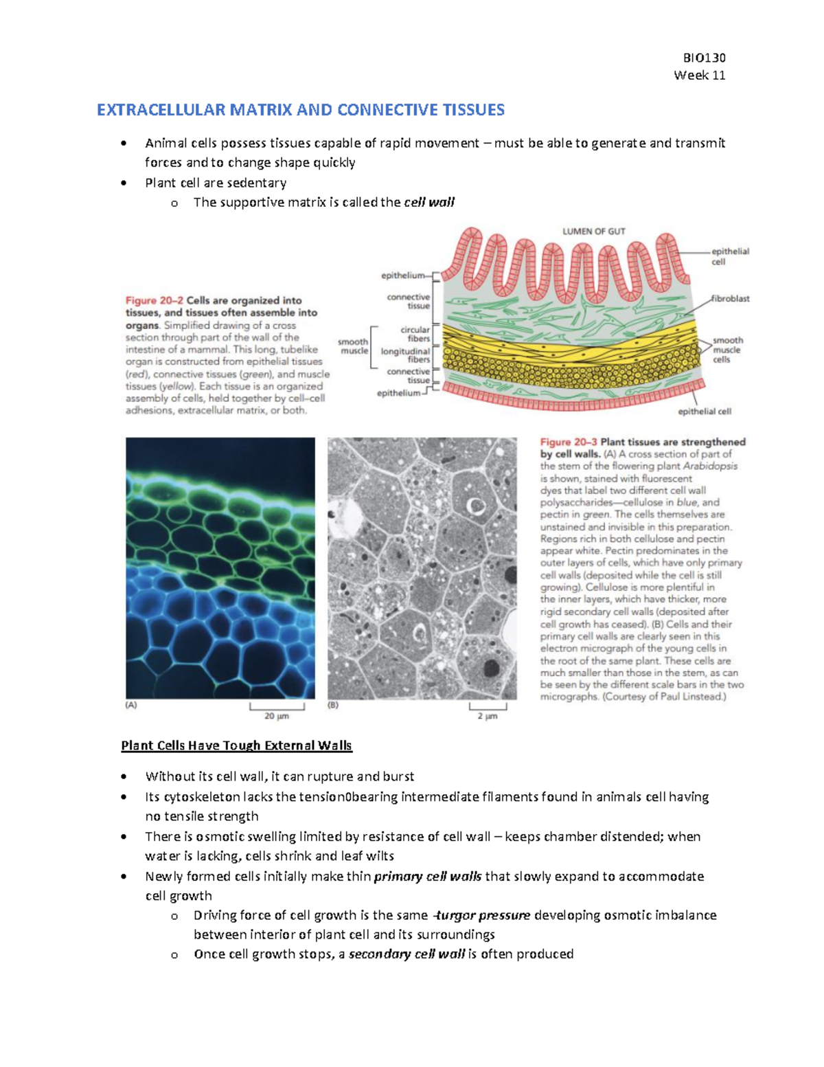 Interactions Between Cells And Environment Week 11 Extracellular Matrix And Connective Tissues