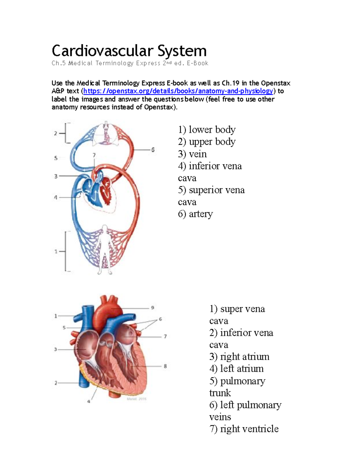 Module 5 Cardiovascular System Cardiovascular System Ch Medical