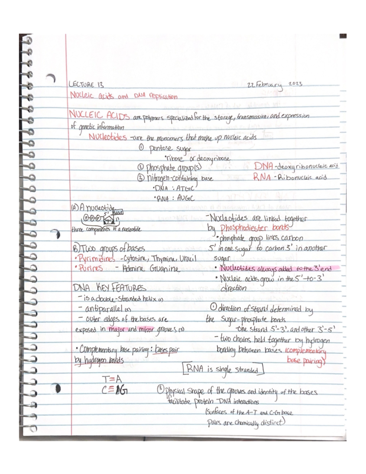 Lecture 13- Nucleic Acids and DNA Replication - CAS BI 108 - Studocu