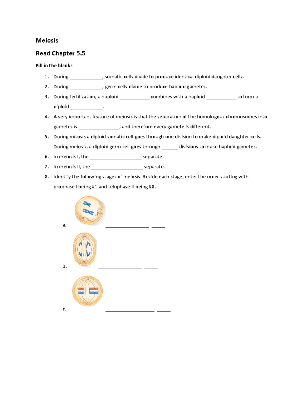 Meiosis - Meiosis Read Chapter 5. Fill in the blanks During ...