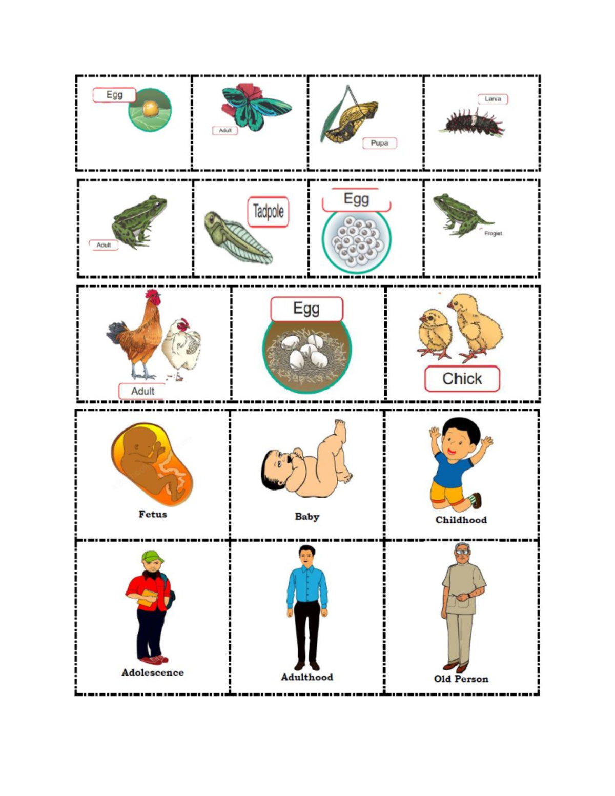 Life cycle - Bachelor of Elementary Education - Egg Larva Adult Pupa ...