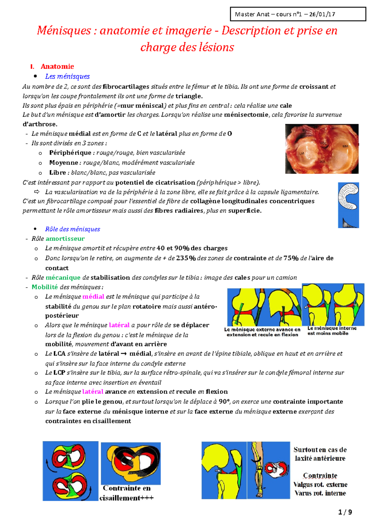 Les ménisques - Notes de cours 3 - Ménisques : anatomie et imagerie ...