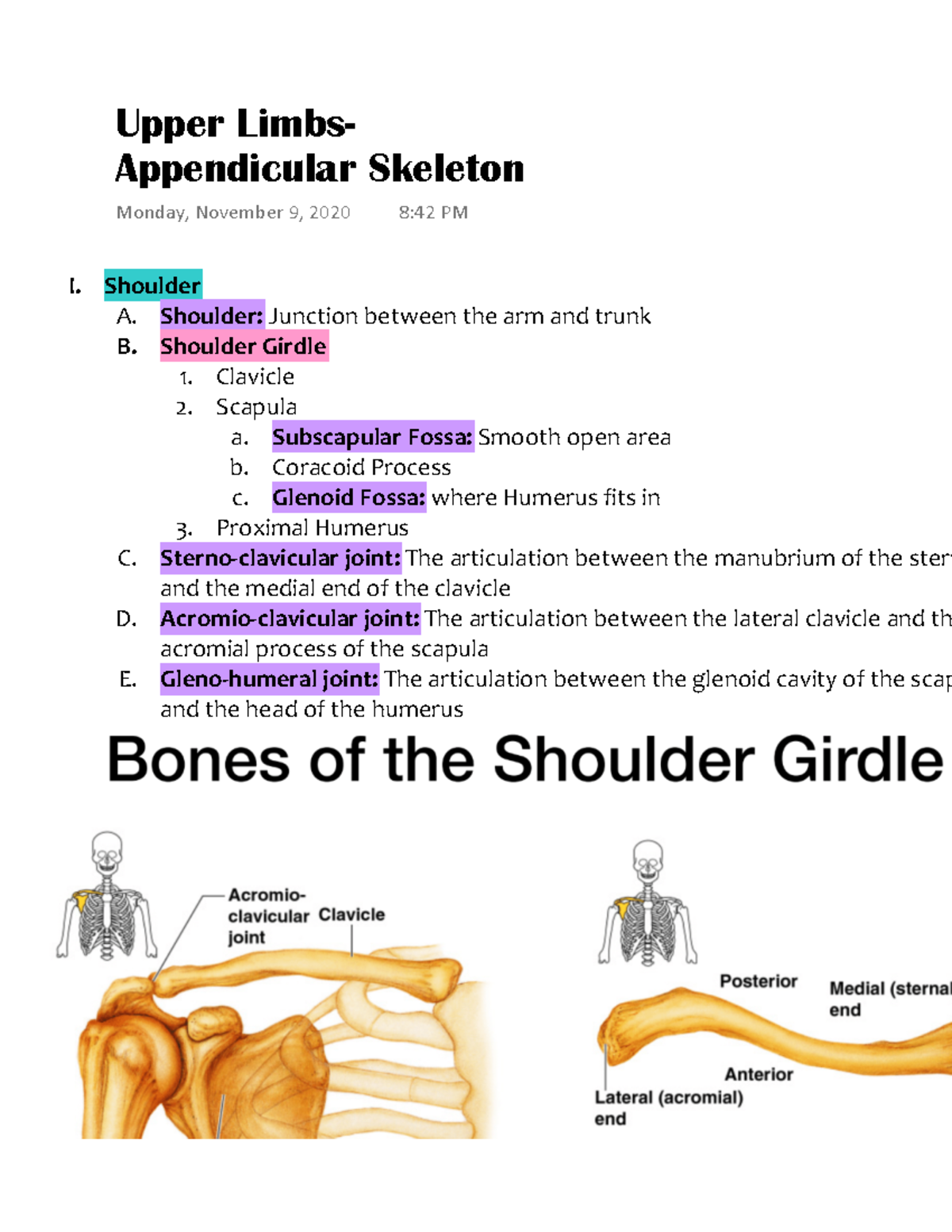 Upper Limbs- Appendicular Skeleton - Shoulder A. Shoulder: Junction ...
