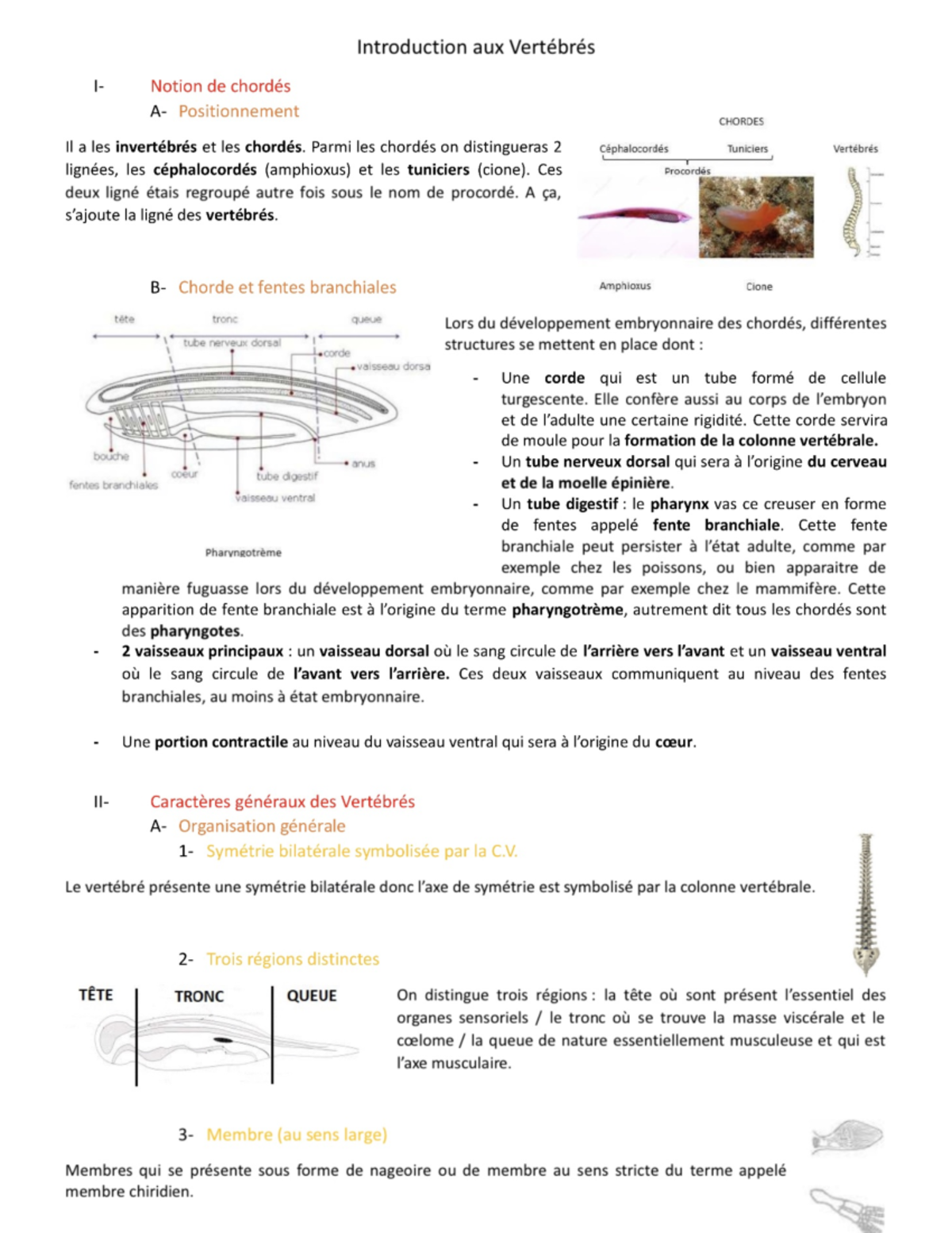 Invertébrés - Cours - Licence Chimie parcours Chimie - Biologie - Studocu