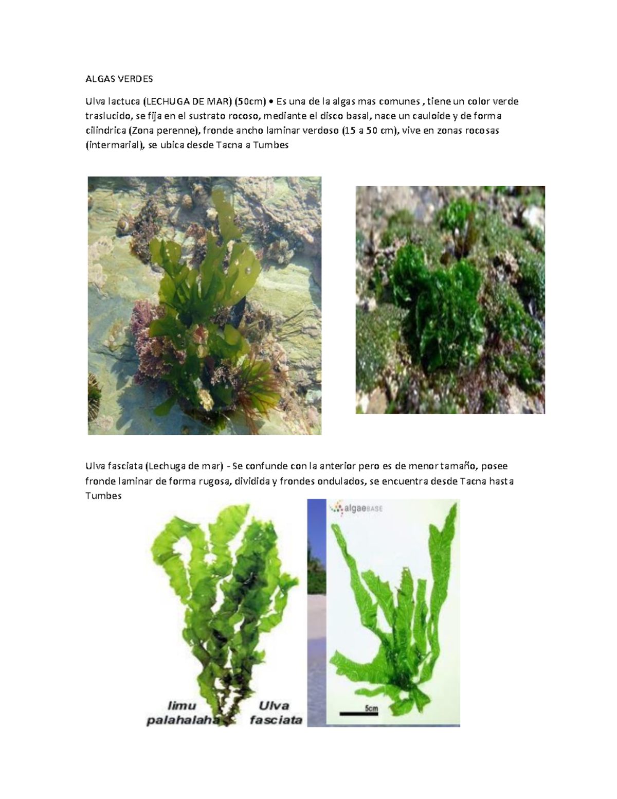 Algas Verdes - ALGAS VERDES Ulva lactuca (LECHUGA DE MAR) (50cm) • Es ...