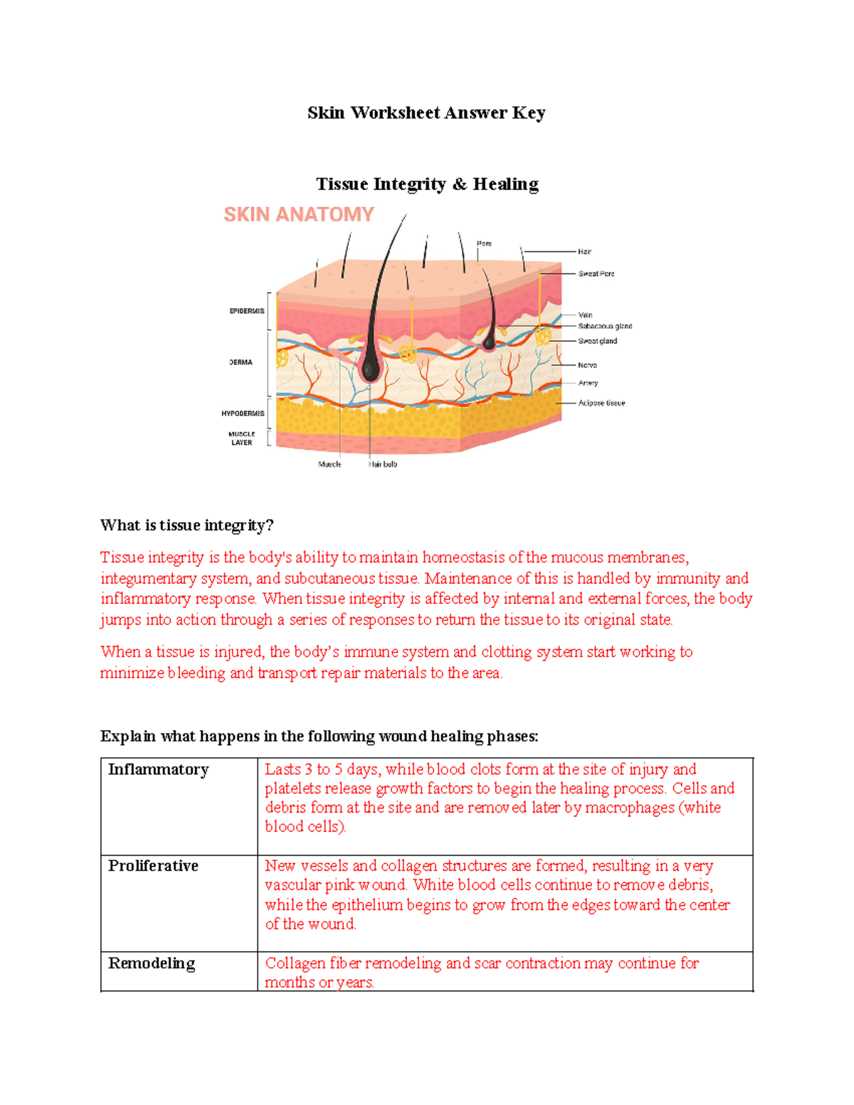 Skin Worksheet Answer Key-1 - Skin Worksheet Answer Key Tissue ...